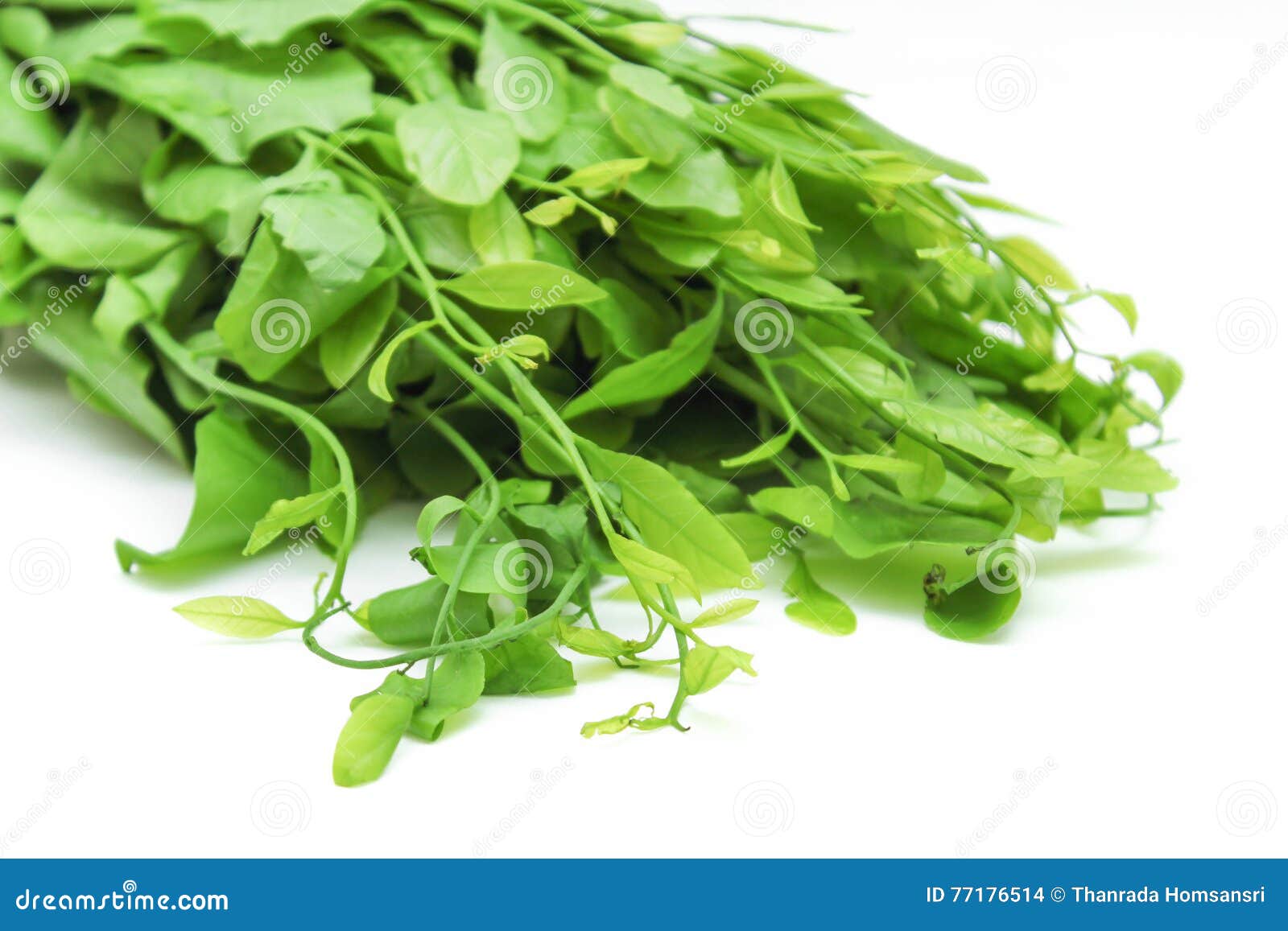 Pak-wan Tree, Thai Vegetable Stock Photo - Image of nontoxic, farm ...