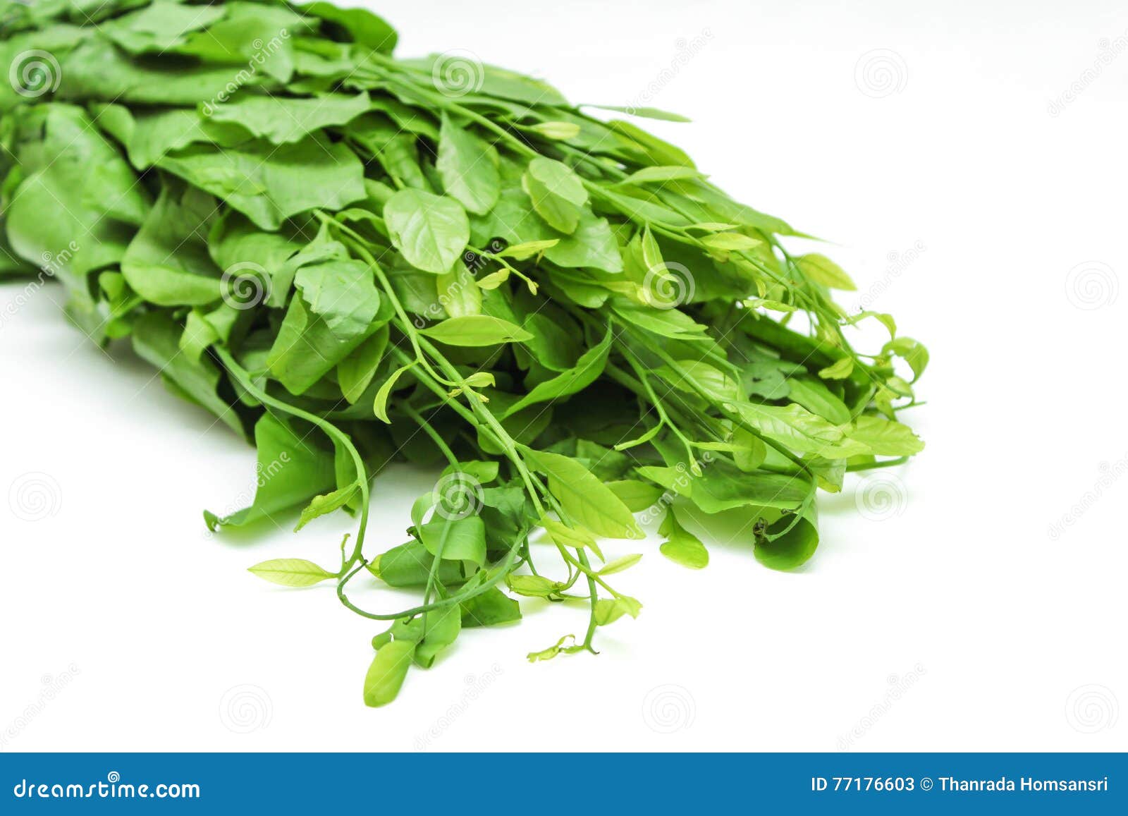 Pak-wan Tree, Thai Vegetable Stock Image - Image of green, produce ...