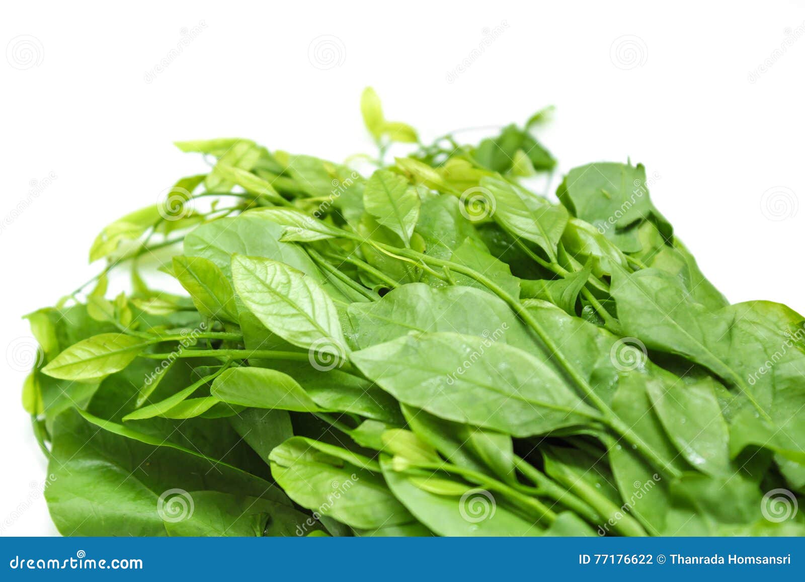 Pak-wan Tree, Thai Vegetable Stock Photo - Image of natural, harvest ...