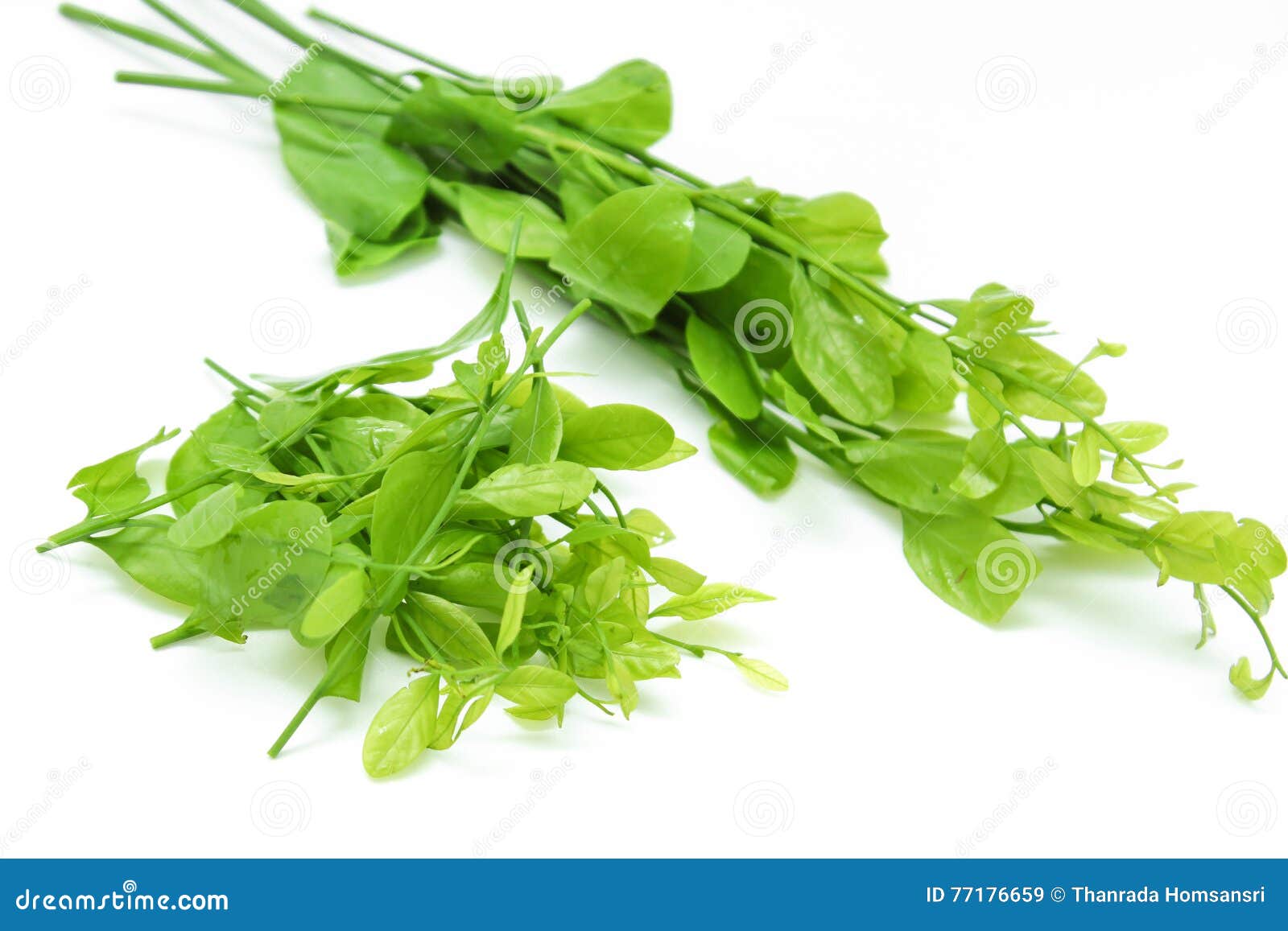 Pak-wan Tree, Thai Vegetable Stock Image - Image of leaf, gardening ...