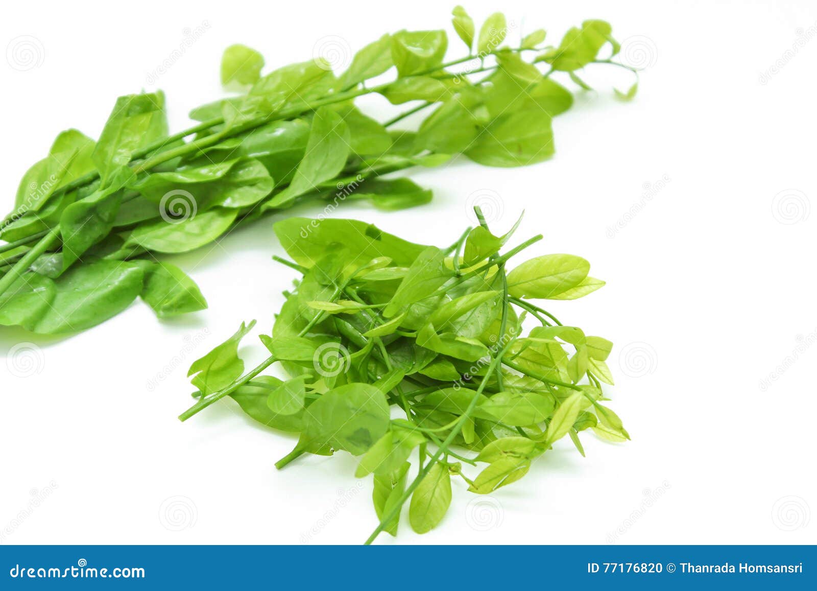 Pak-wan Tree, Thai Vegetable Stock Photo - Image of natural ...