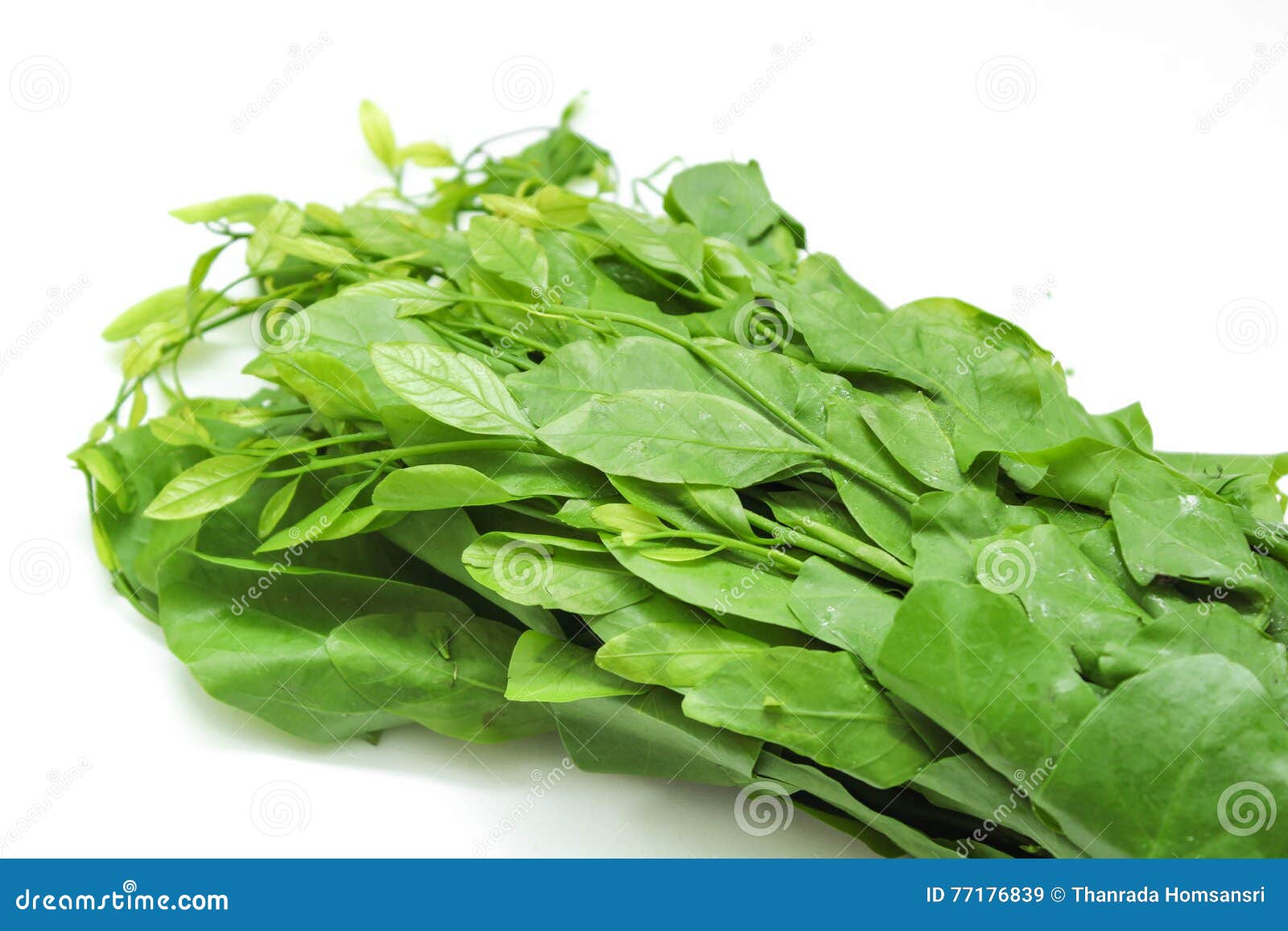 Pak-wan Tree, Thai Vegetable Stock Image - Image of farm, protein: 77176839