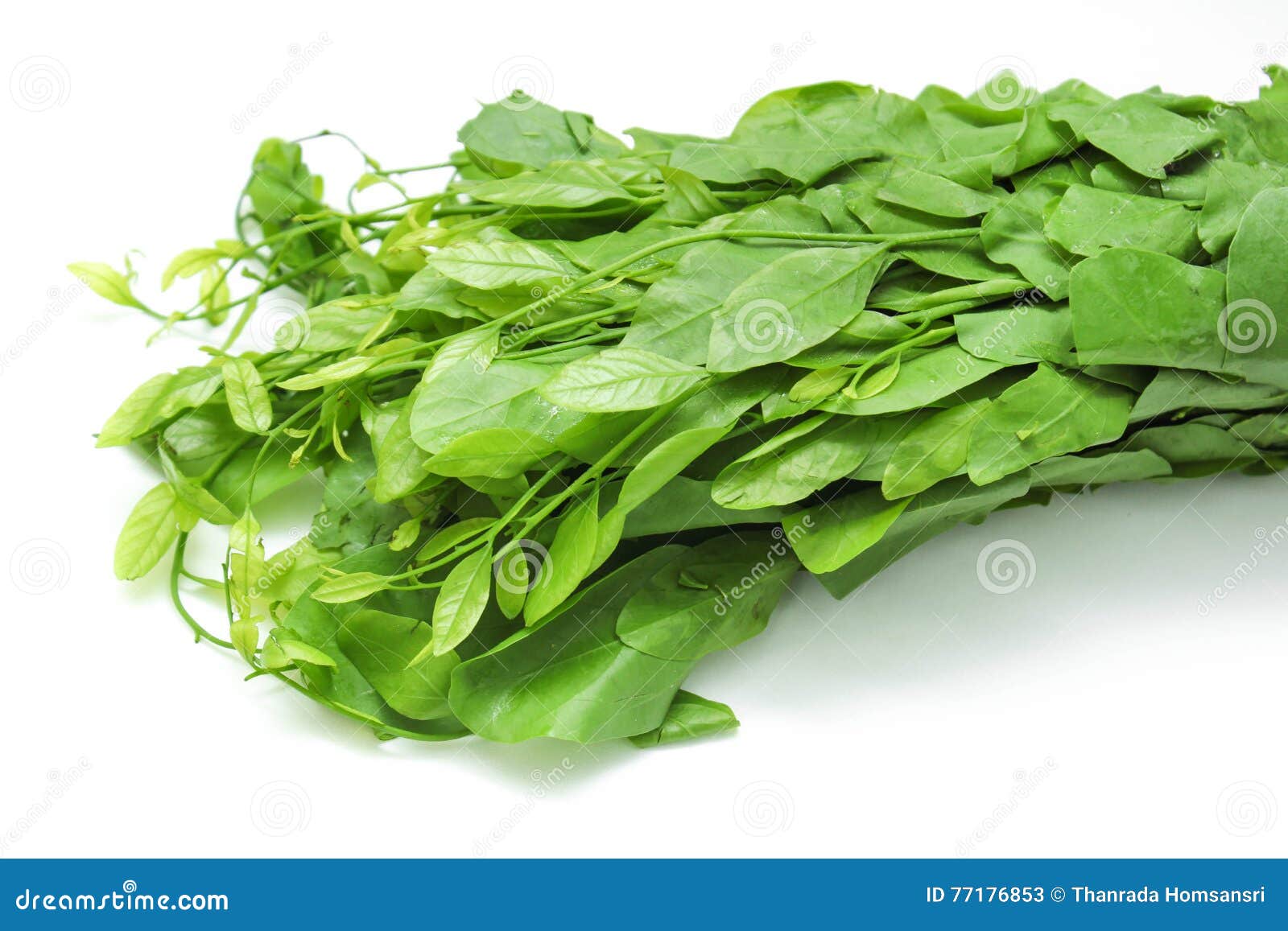 Pak-wan Tree, Thai Vegetable Stock Image - Image of tree, vegetables ...