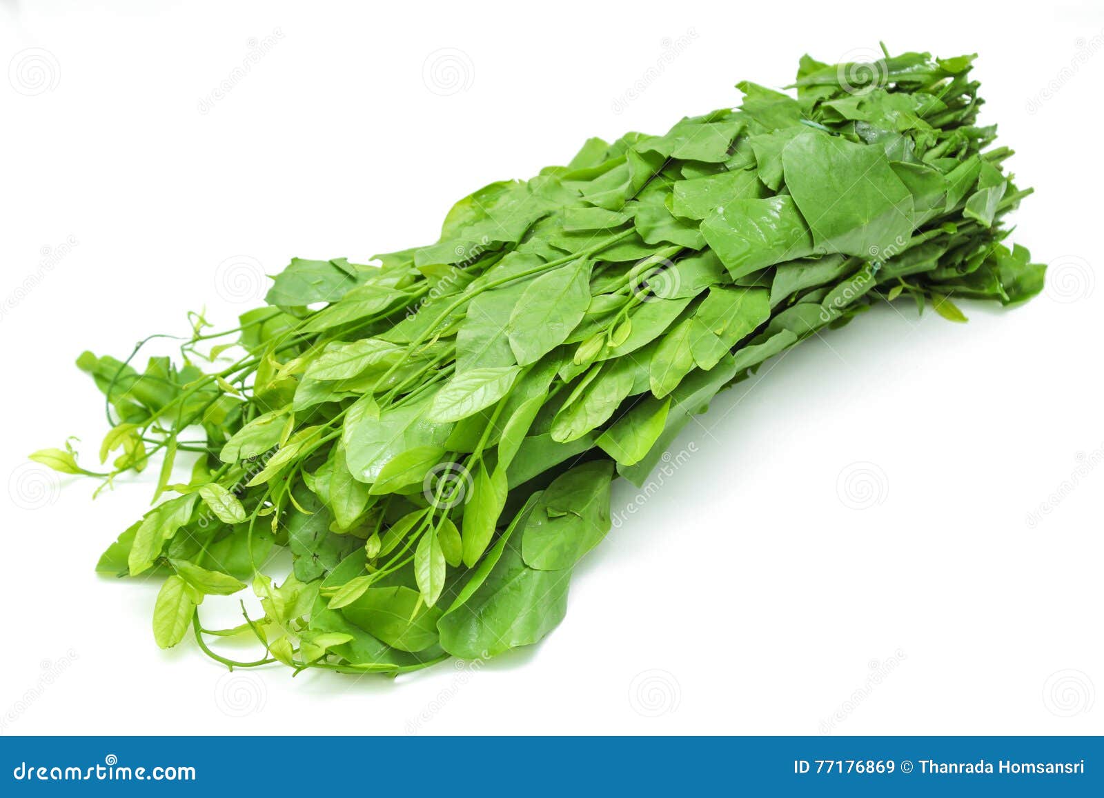 Pak-wan Tree, Thai Vegetable Stock Image - Image of energy, tree: 77176869