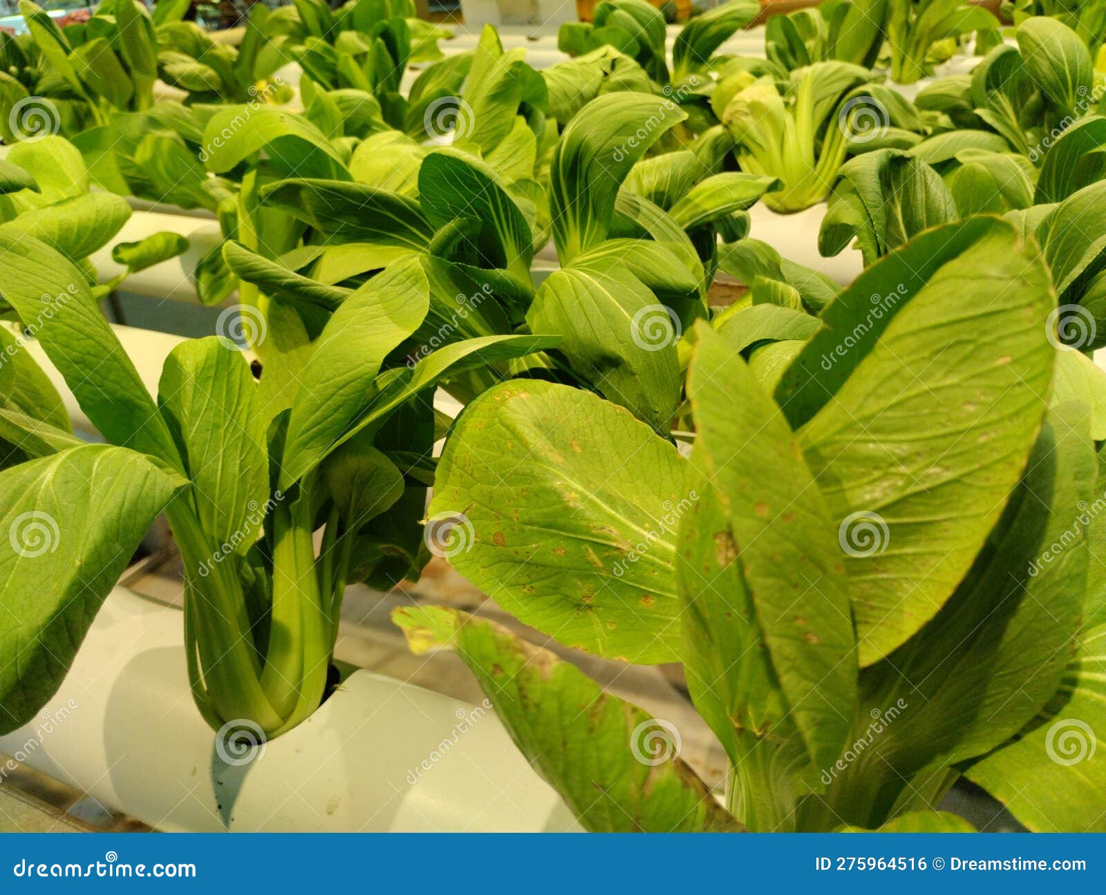 Pakcoy Vegetable Garden in Hydroponic System Stock Photo - Image of ...