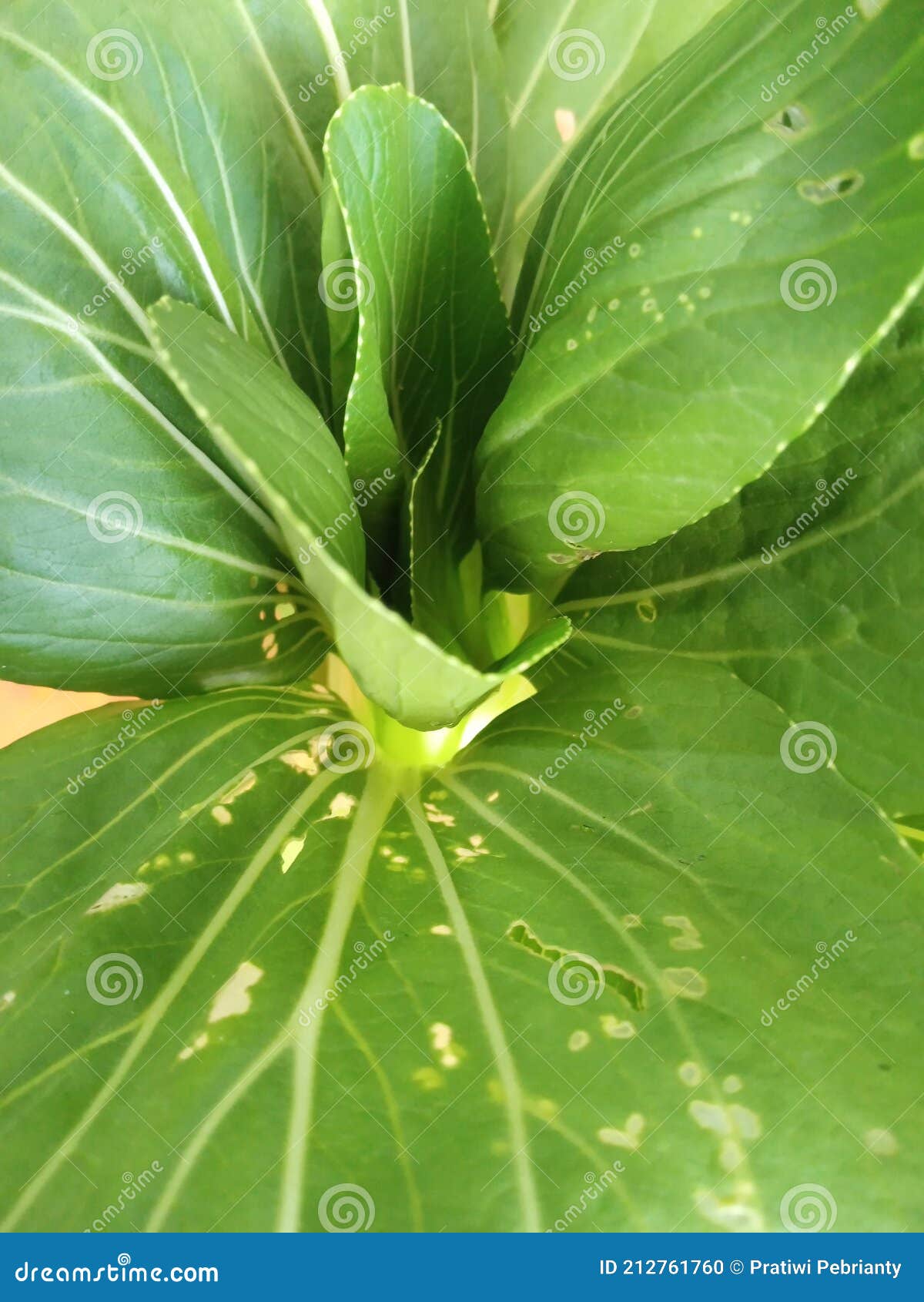 Pakcoy Vegetable Leaves. the Leaves are Green, There are Hole in the ...