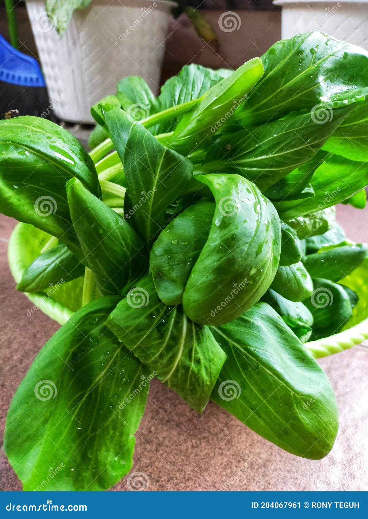 Pakcoy Vegetable Leaves. The Leaves Are Green, There Are Hole In The ...
