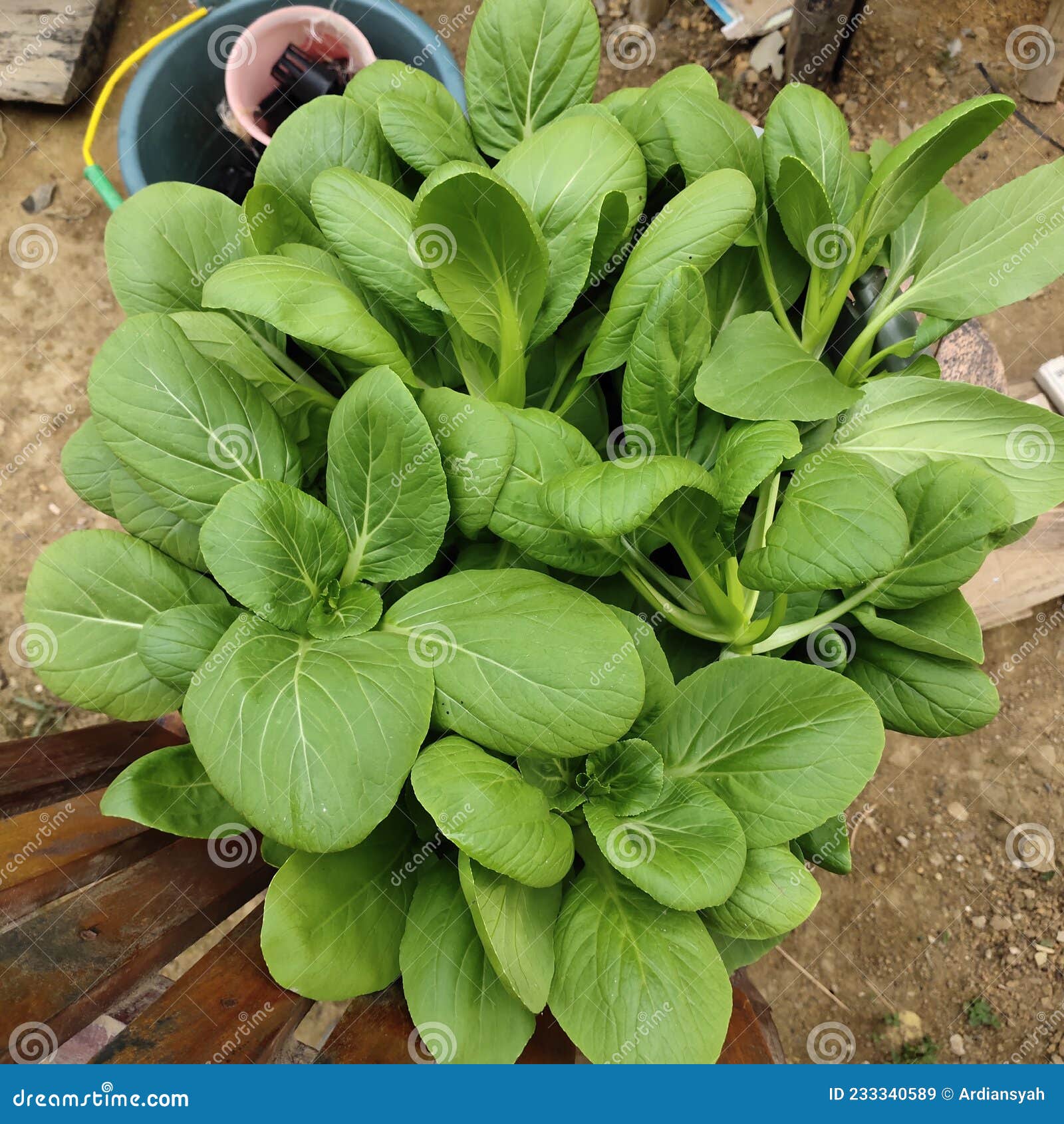 Pakcoy vegetables stock image. Image of pakcoy, plant - 233340589