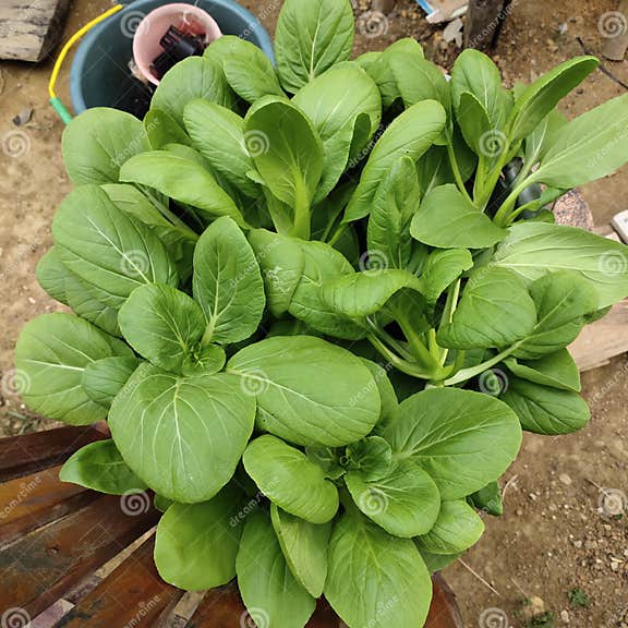 Pakcoy vegetables stock image. Image of pakcoy, plant - 233340589
