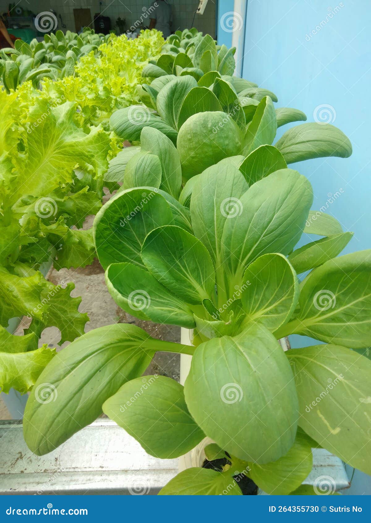 Pakcoy Vegetables Look so Fresh and Healthy Stock Photo - Image of ...