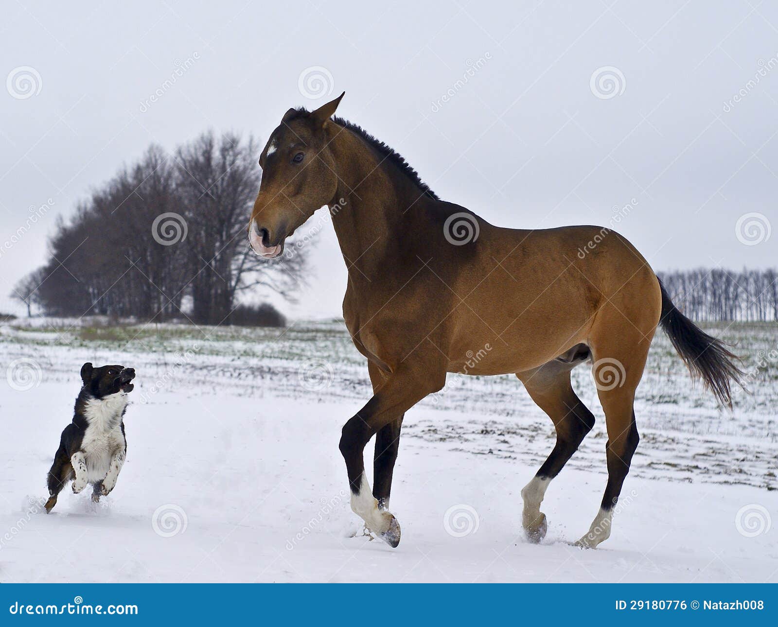 PAkhal-Teke Stallion Playing with a Dog Stock Photo - Image of snow ...