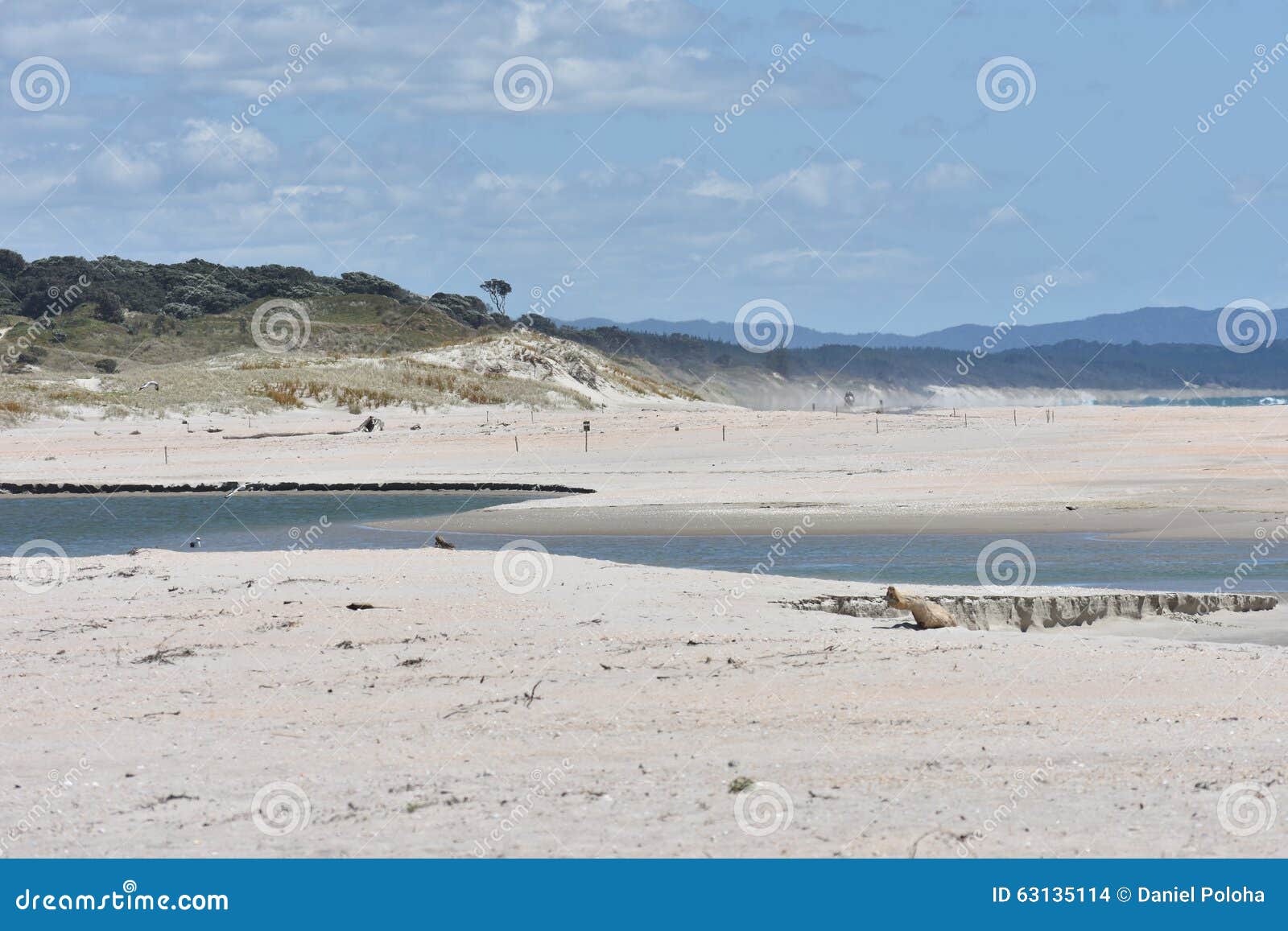 Pakiri Beach. stock photo. Image of driftwood, native - 63135114