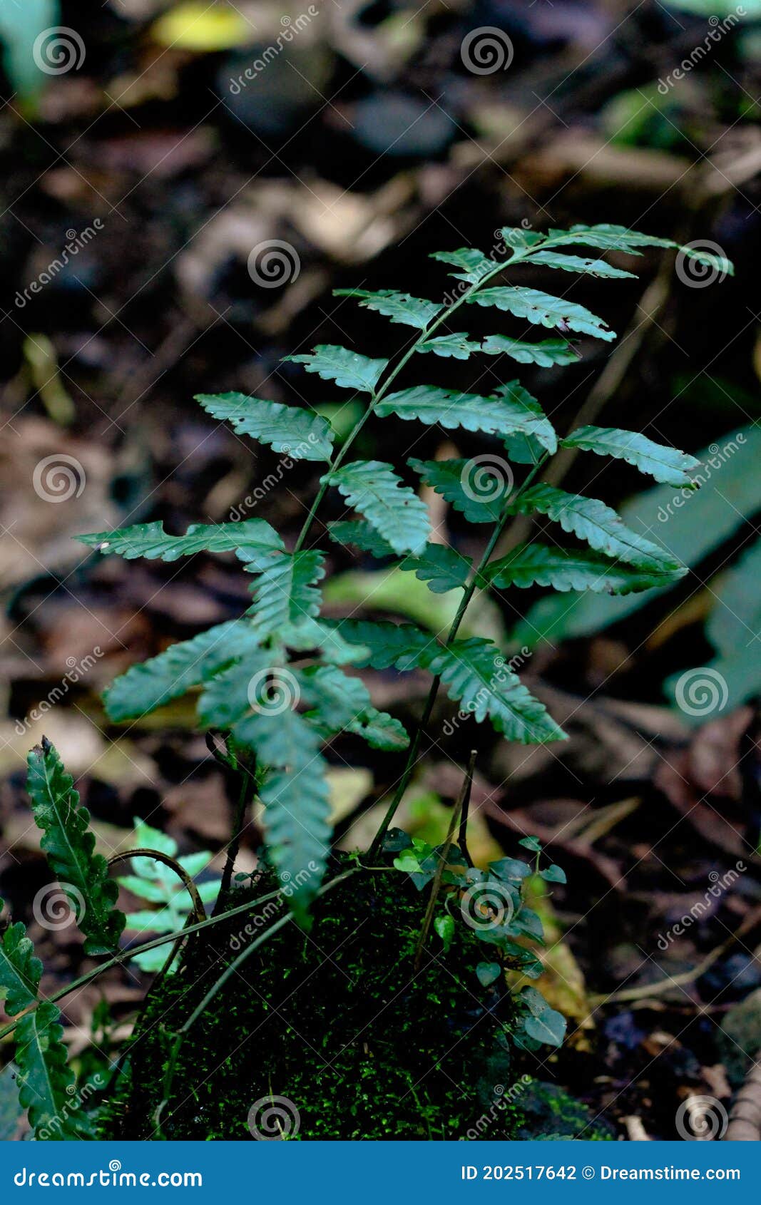 Pakis stock photo. Image of mountain, plants, plan, rinjani - 202517642