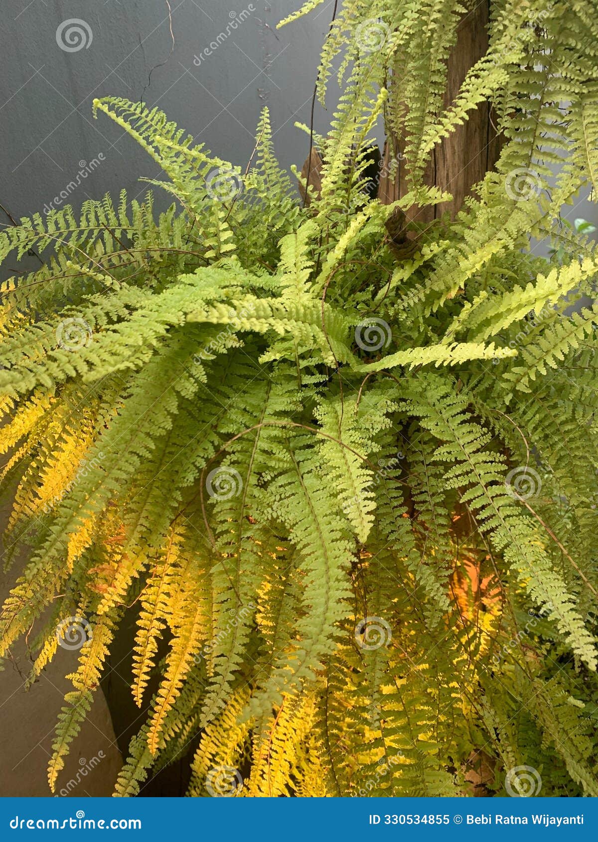 Pakis the Tropical Tree stock image. Image of garden - 330534855