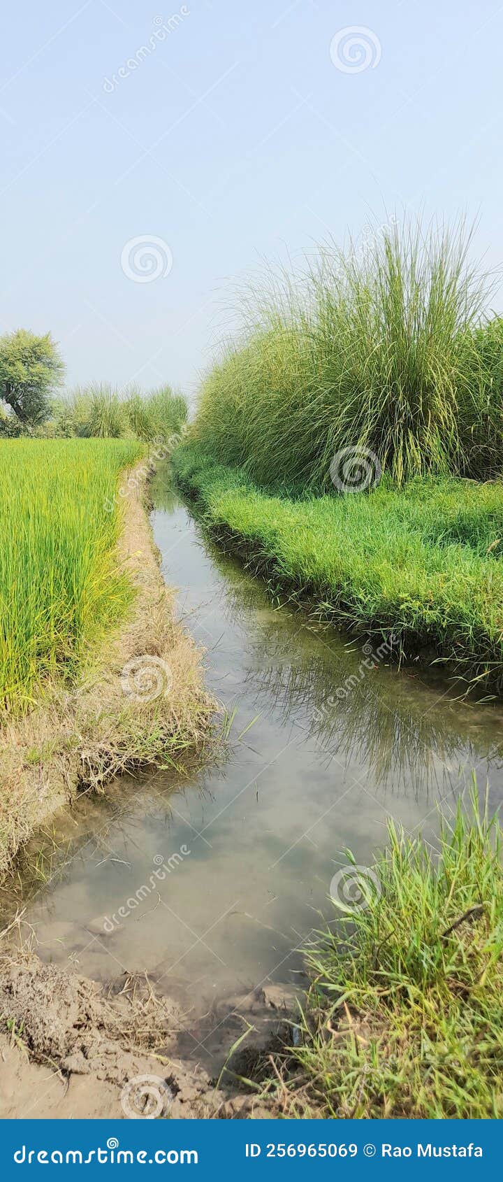 Pakistan: a Fascinating View of Green Fields Stock Image - Image of ...