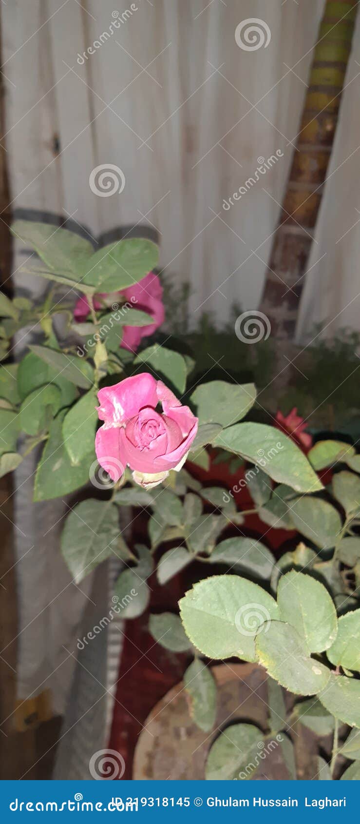 Pink Gulabi Sandhya Phul ,mirabilia Jalapa All Colour Flower Stock ...