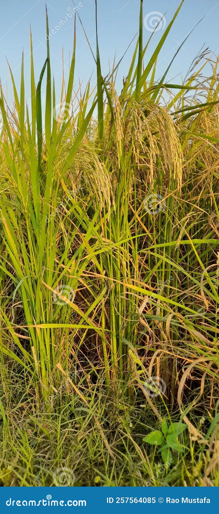 Pakistan: the Rice Crop in the Field is in the Final Stages of ...