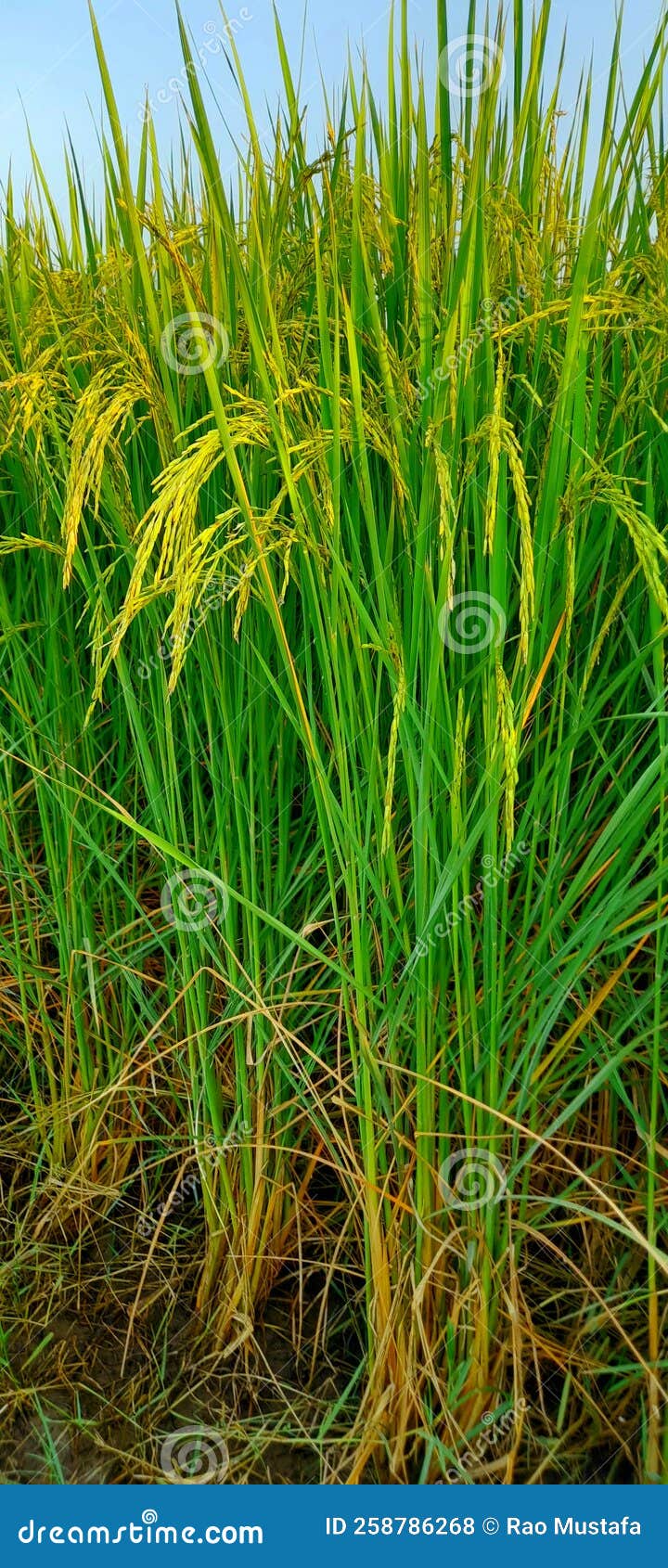 Pakistan: Rice Harvest in Final Stages of Preparation Stock Photo ...