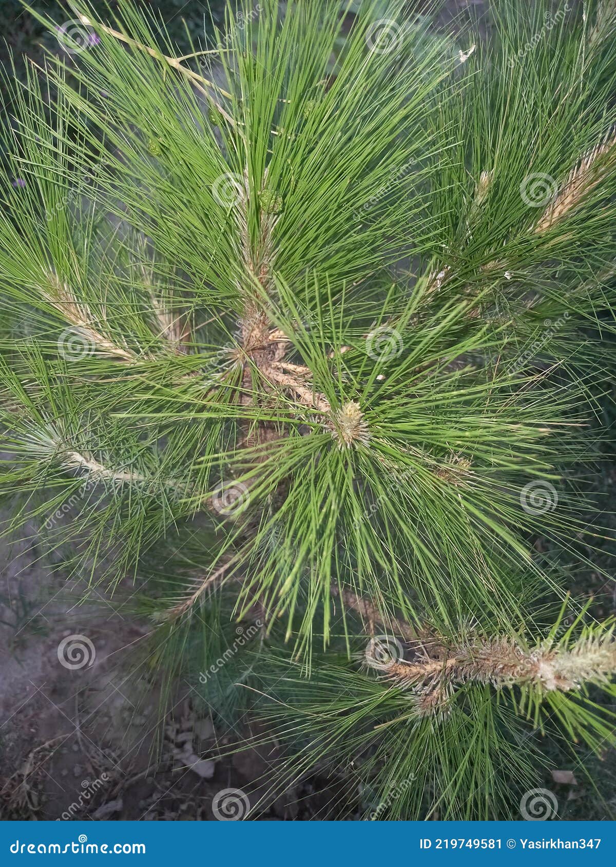 Pakistan Special Tree in Swat Stock Image - Image of flower, spruce ...
