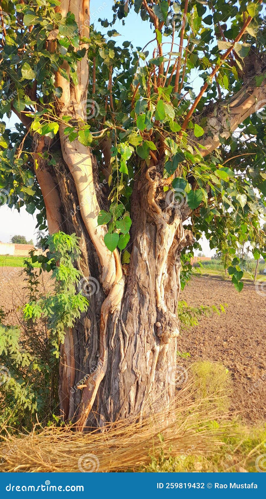 Chhata Stock Photos - Free & Royalty-Free Stock Photos from Dreamstime