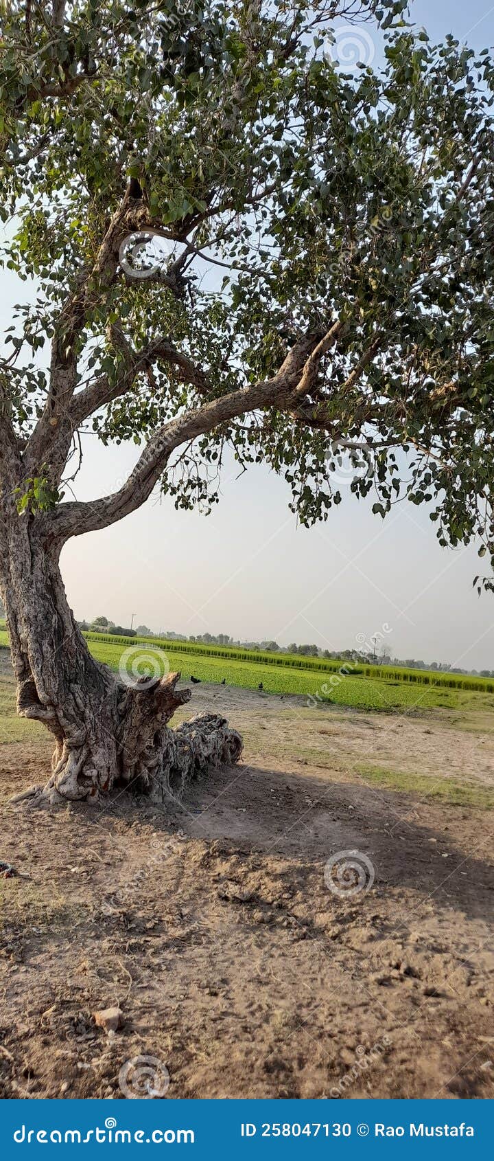 Pakistan: the View of a Banyan Tree in Village Chini Jamke Stock Photo ...