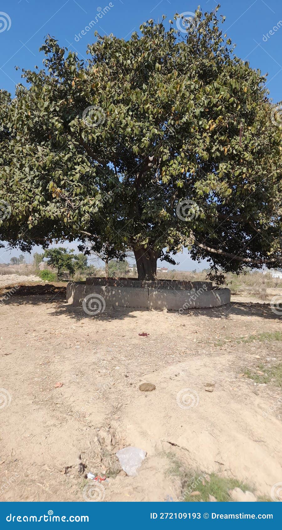 Pakistan: a View of a Bohar Tree in a Village Stock Image - Image of ...