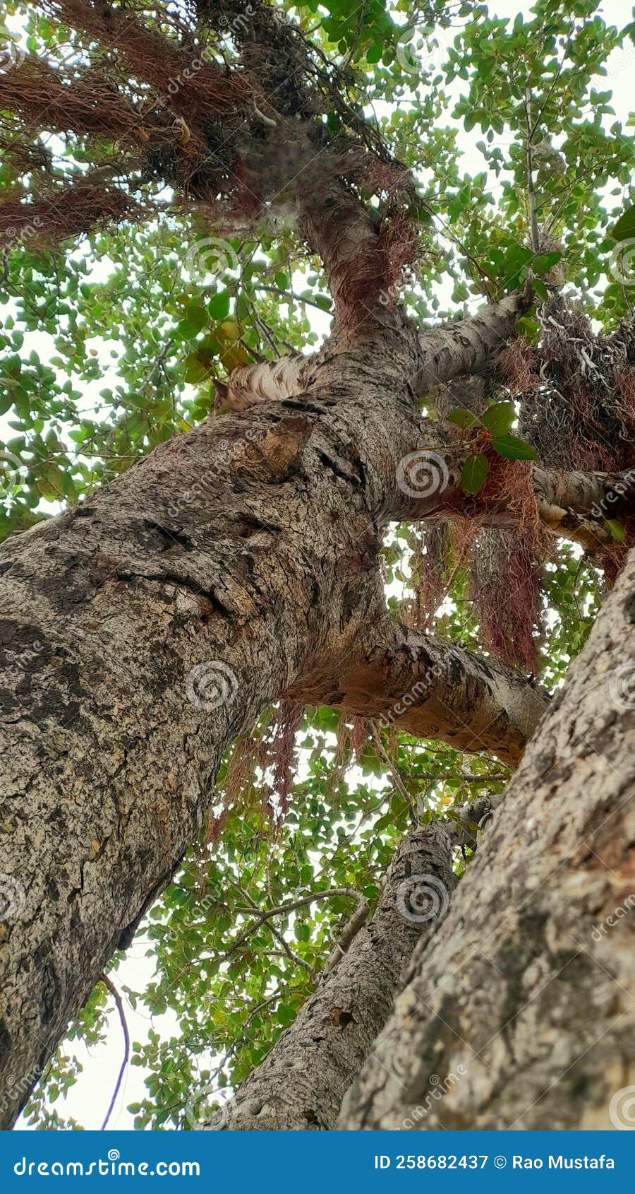 Pakistan: View of Scattered Branches of Bohtar Tree Stock Image - Image ...