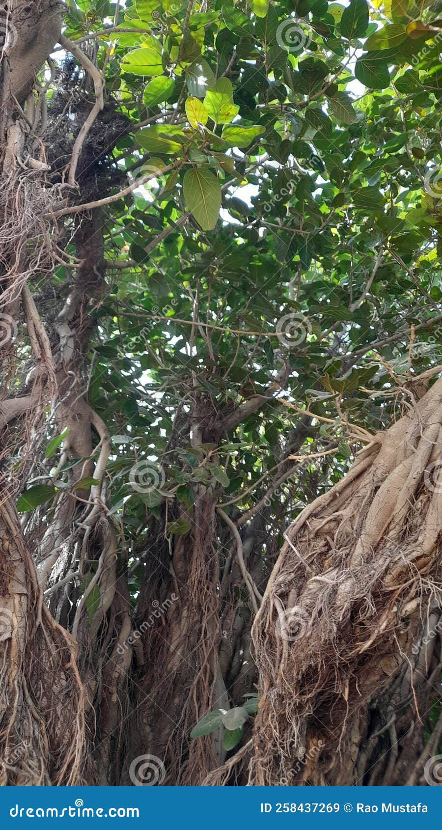 Pakistan: View of Scattered Branches of a Tree Stock Image - Image of ...