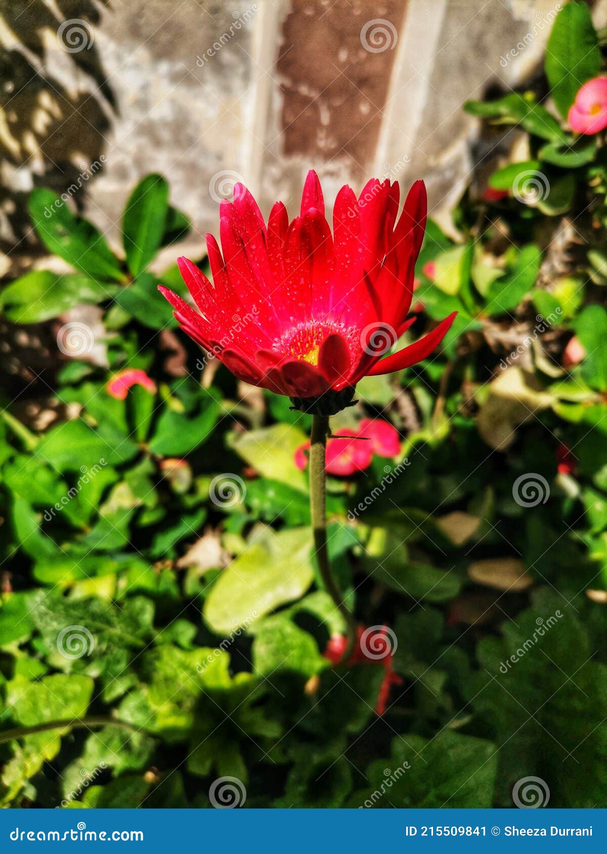 Attractive Red Spring Flower in Its Full Bloom. Stock Image - Image of ...