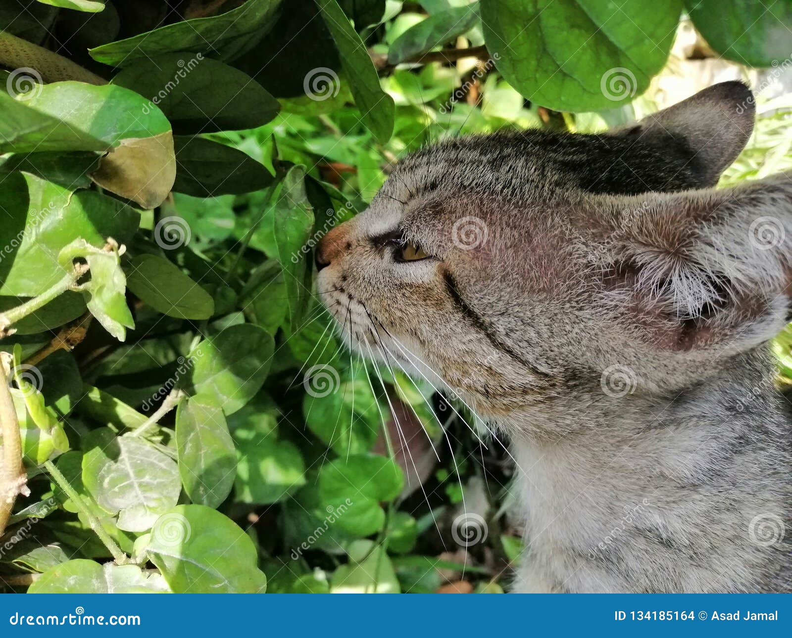 Local cat stock photo. Image of mother, generations - 134185164