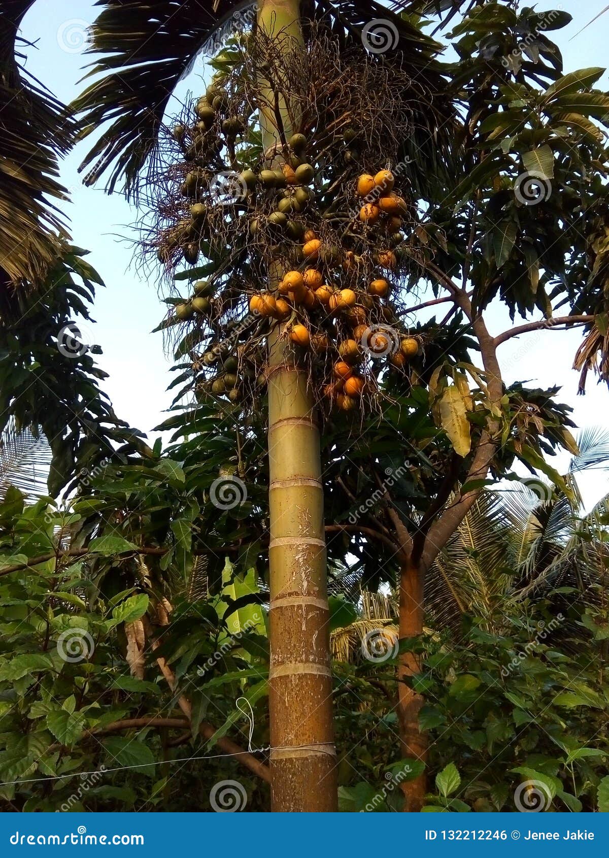 Pakku maram stock photo. Image of pakku, full, tree - 132212246