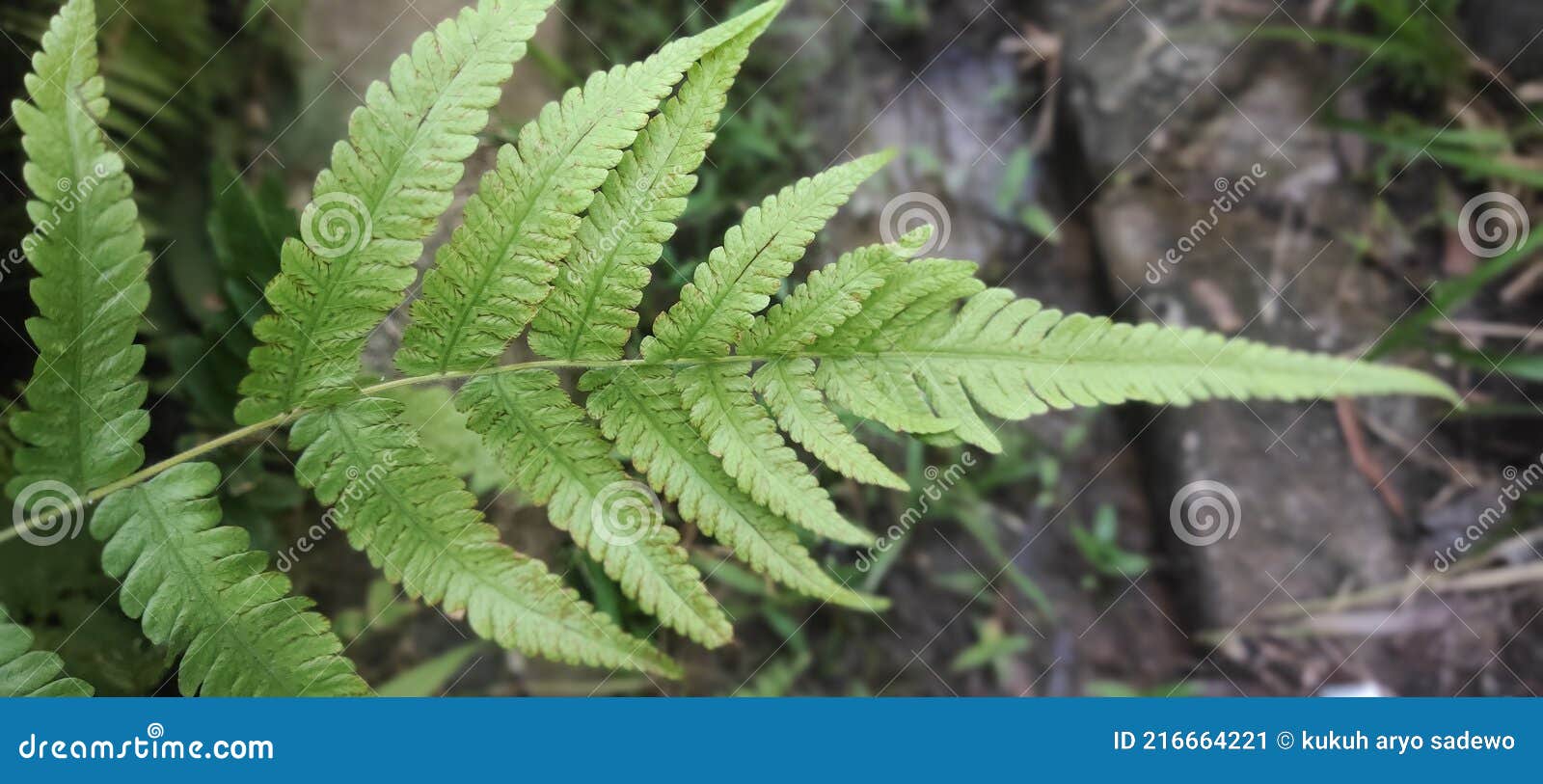 A Paku Leaves Grows Behind Office Stock Image - Image of vegetation ...