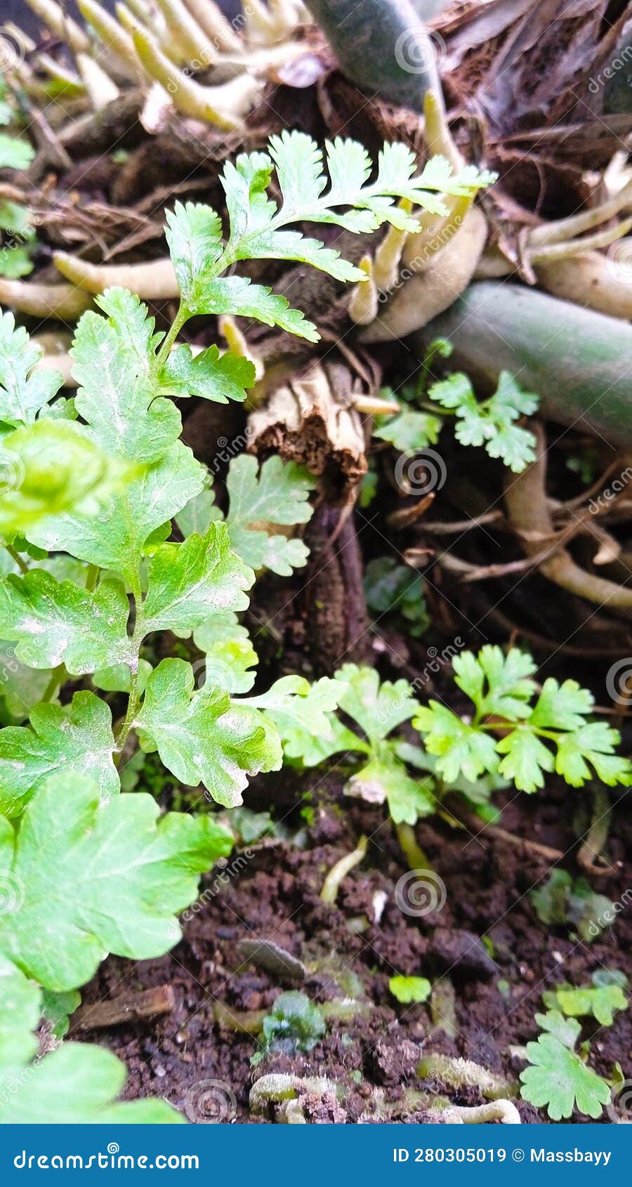 Paku tree stock image. Image of green, jungle, paku - 280305019