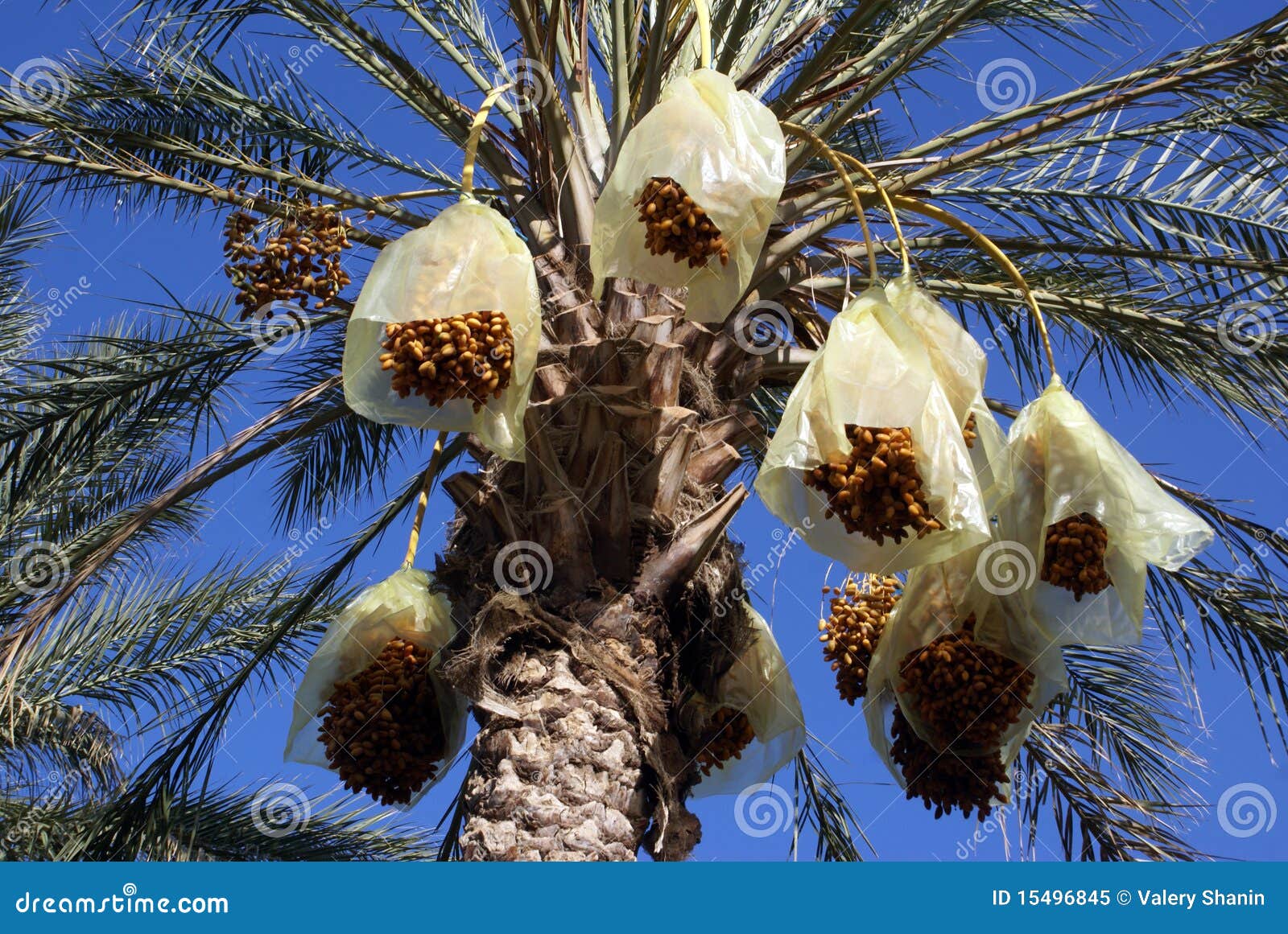 Pal tree stock image. Image of forest, branch, climate - 15496845