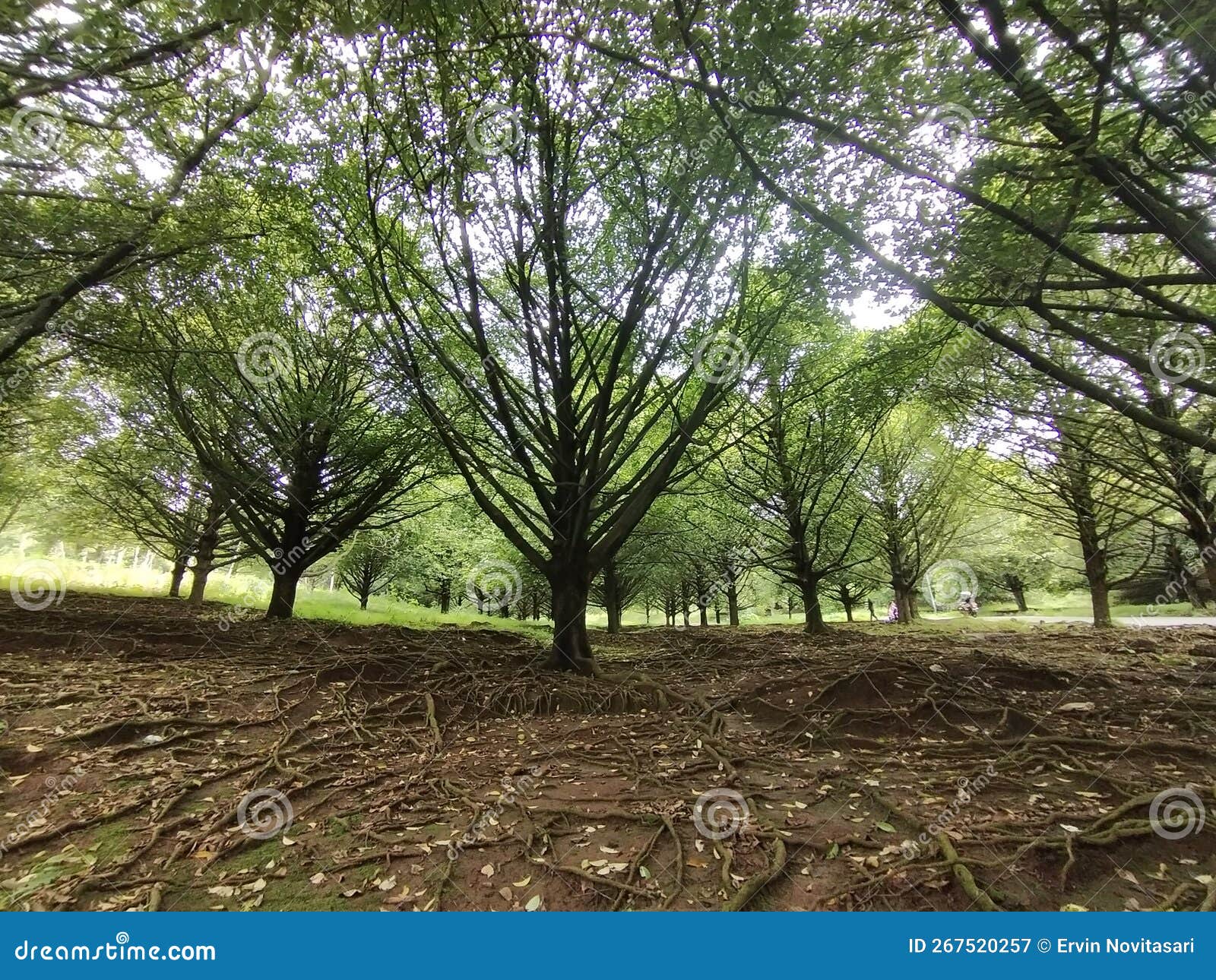 Pala Forest with Many Root and Beauty Plant Stock Image - Image of ...