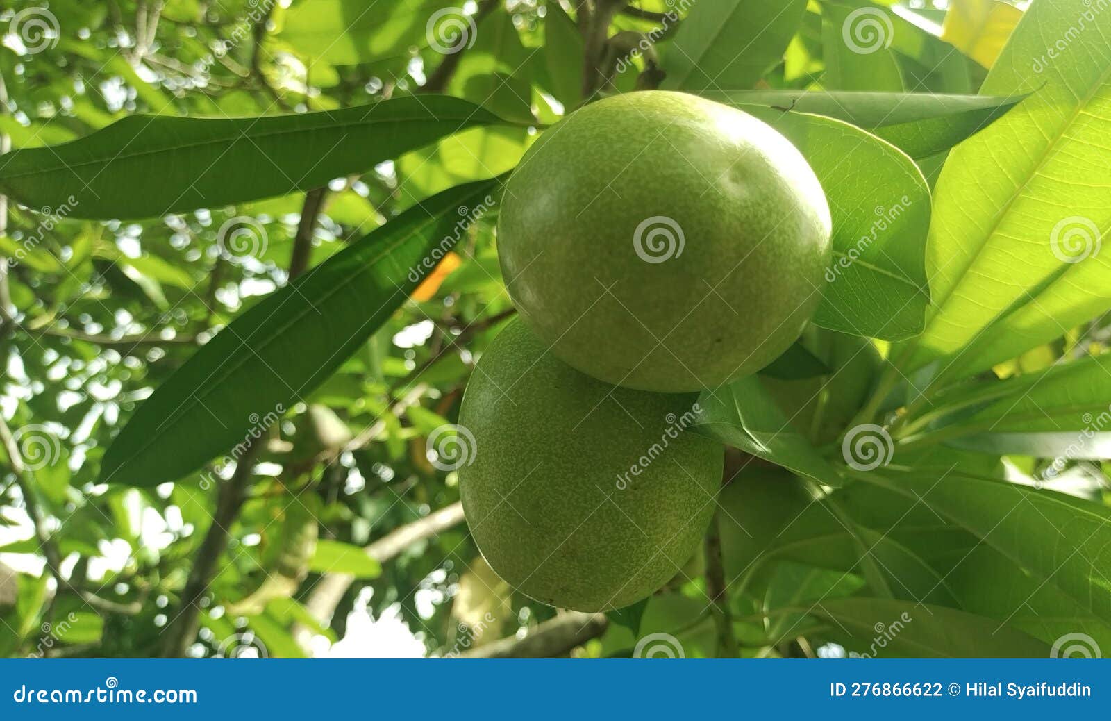 The PALA FRUIT or NUTMEG stock photo. Image of properties - 276866622