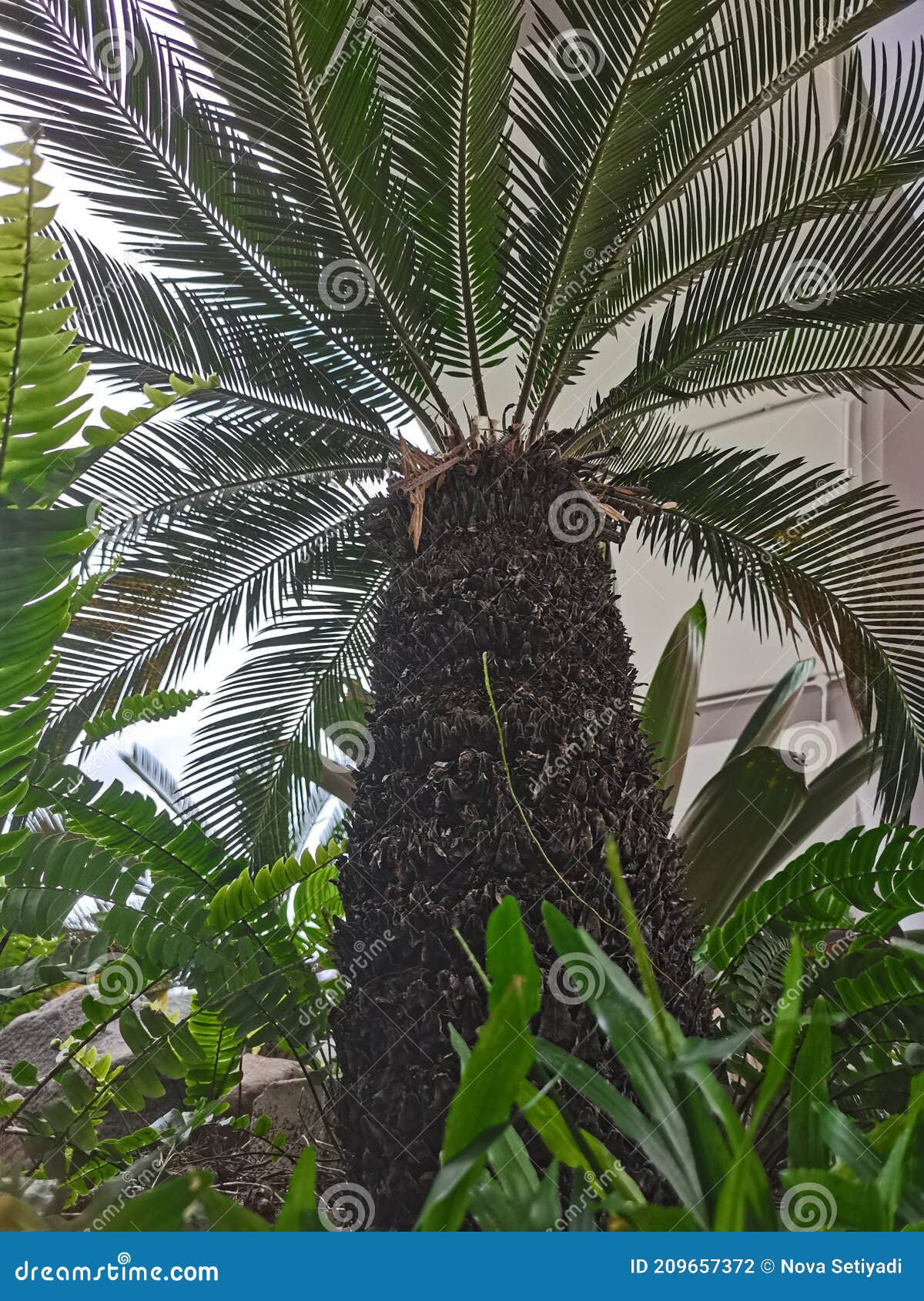 Pala tree plant stock photo. Image of tree, vegetation - 209657372