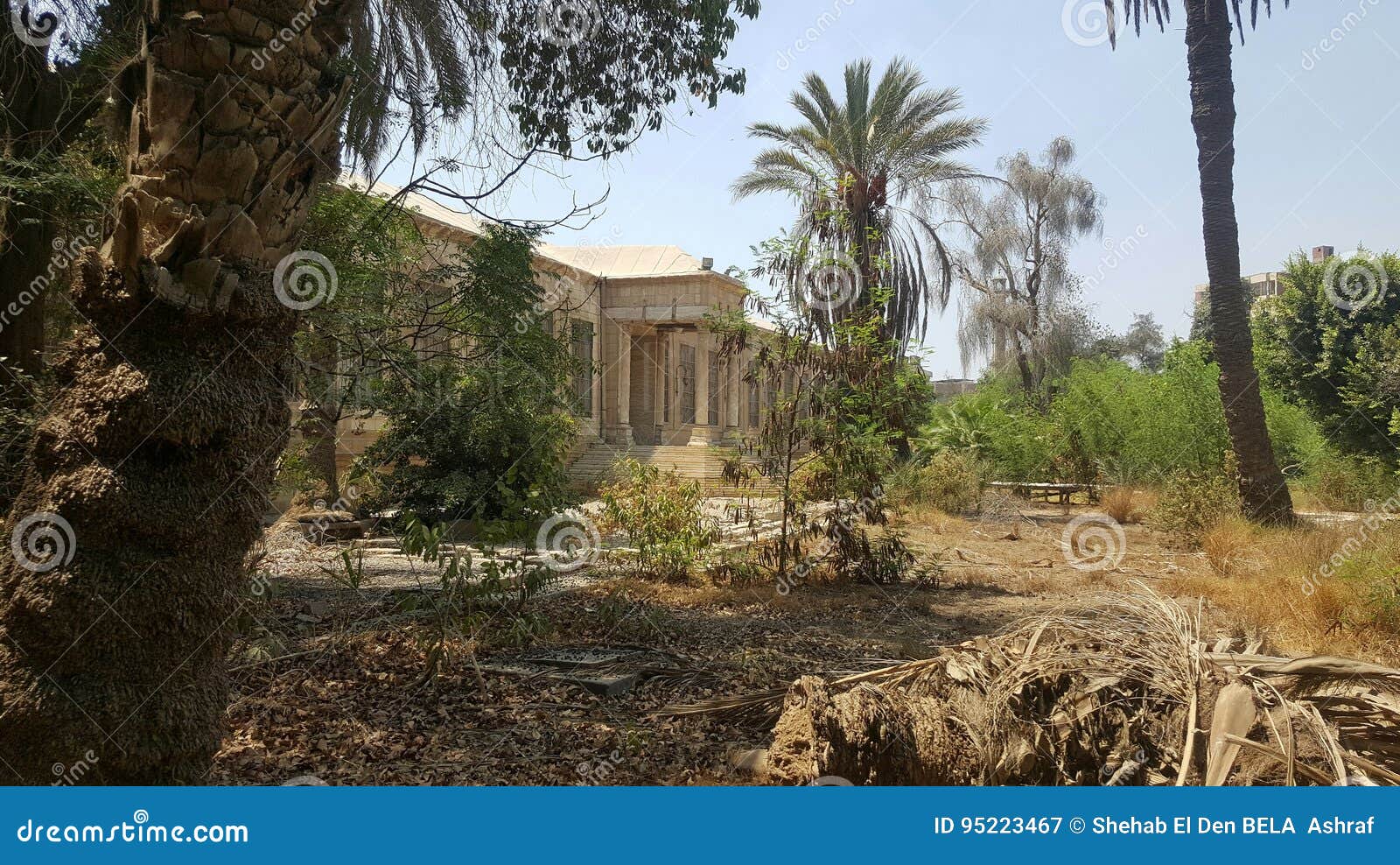 712 Cairo Trees Photos - Free & Royalty-Free Stock Photos from Dreamstime