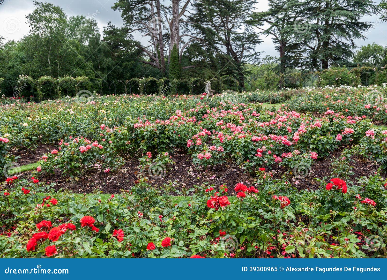 Palais Angleterre Rose Garden De Blenheim Image stock - Image du ...