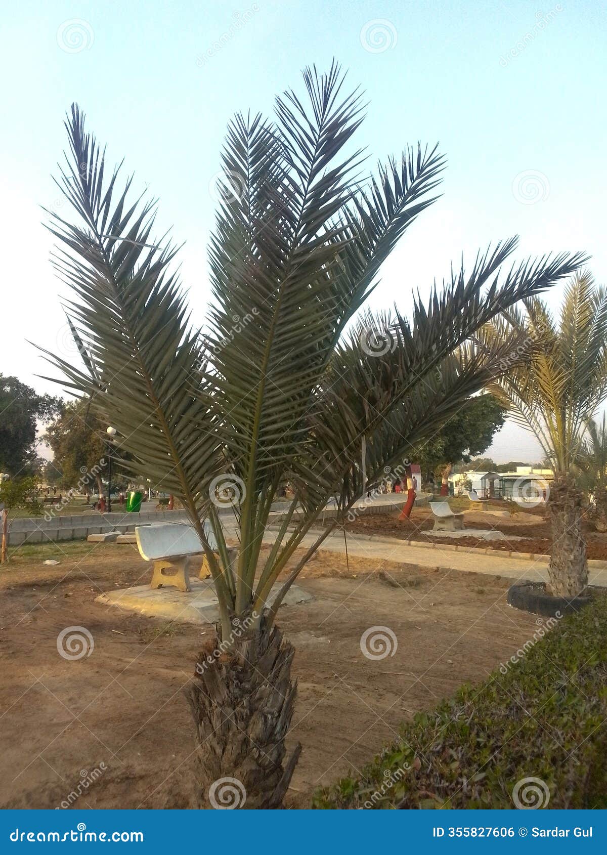 Palam Tree in a Park with Benches Stock Photo - Image of jungle, resort ...
