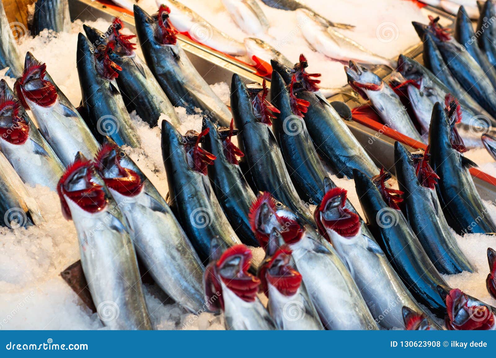 Palamut - Fresh Bonito Fish Stock Photo - Image of market, animal ...