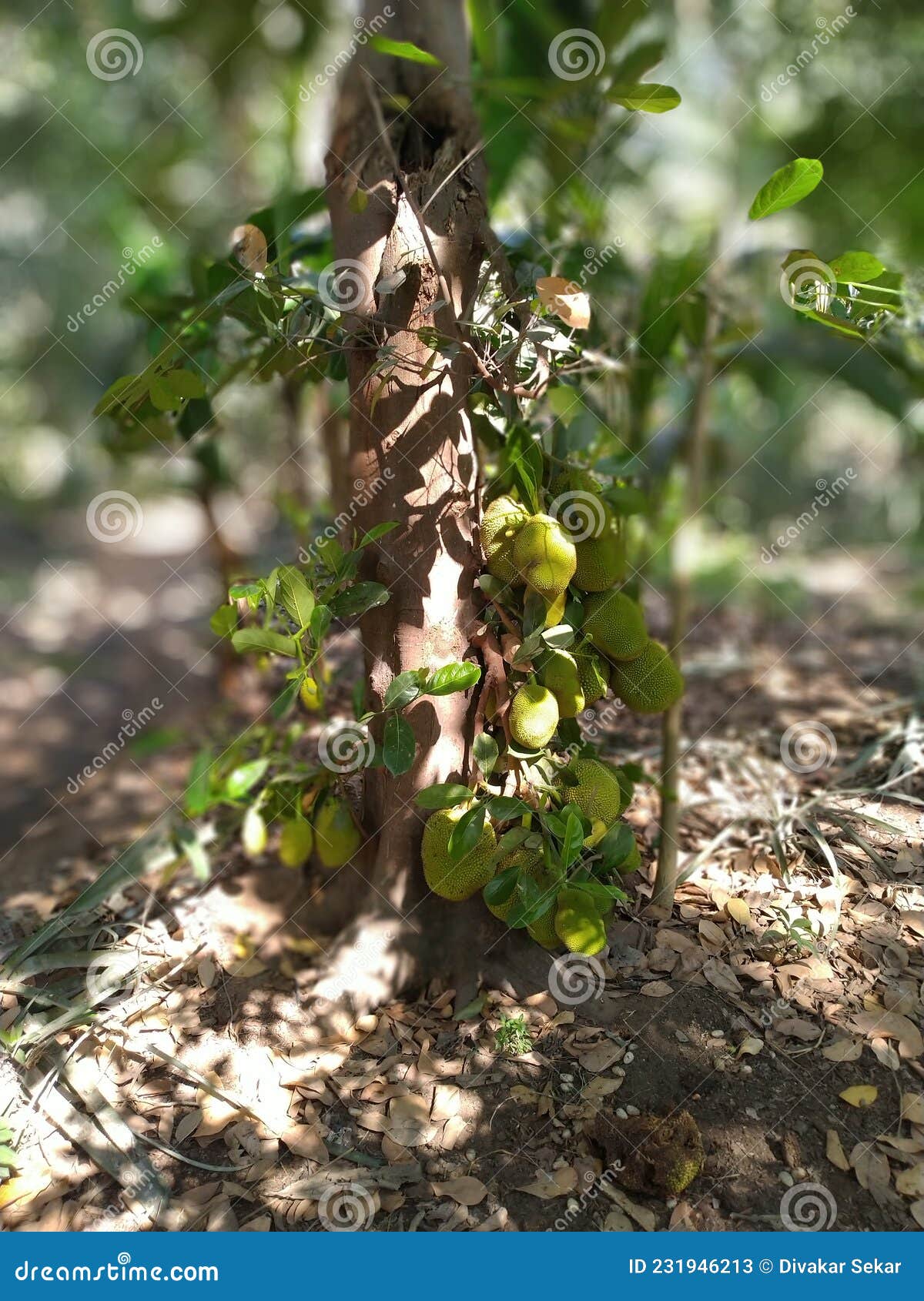 Palapalam Fruit in Our Land Stock Image - Image of fruit, land: 231946213