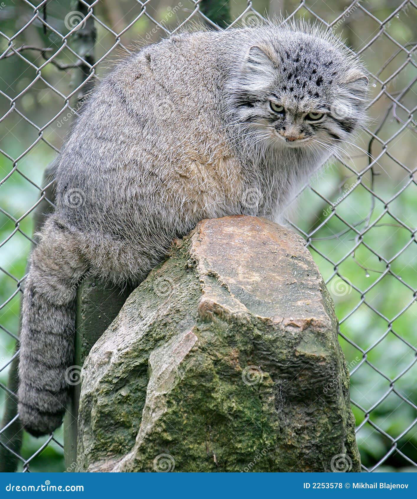 Palas`s Cat 2 stock photo. Image of seize, ecology, smart - 2253578