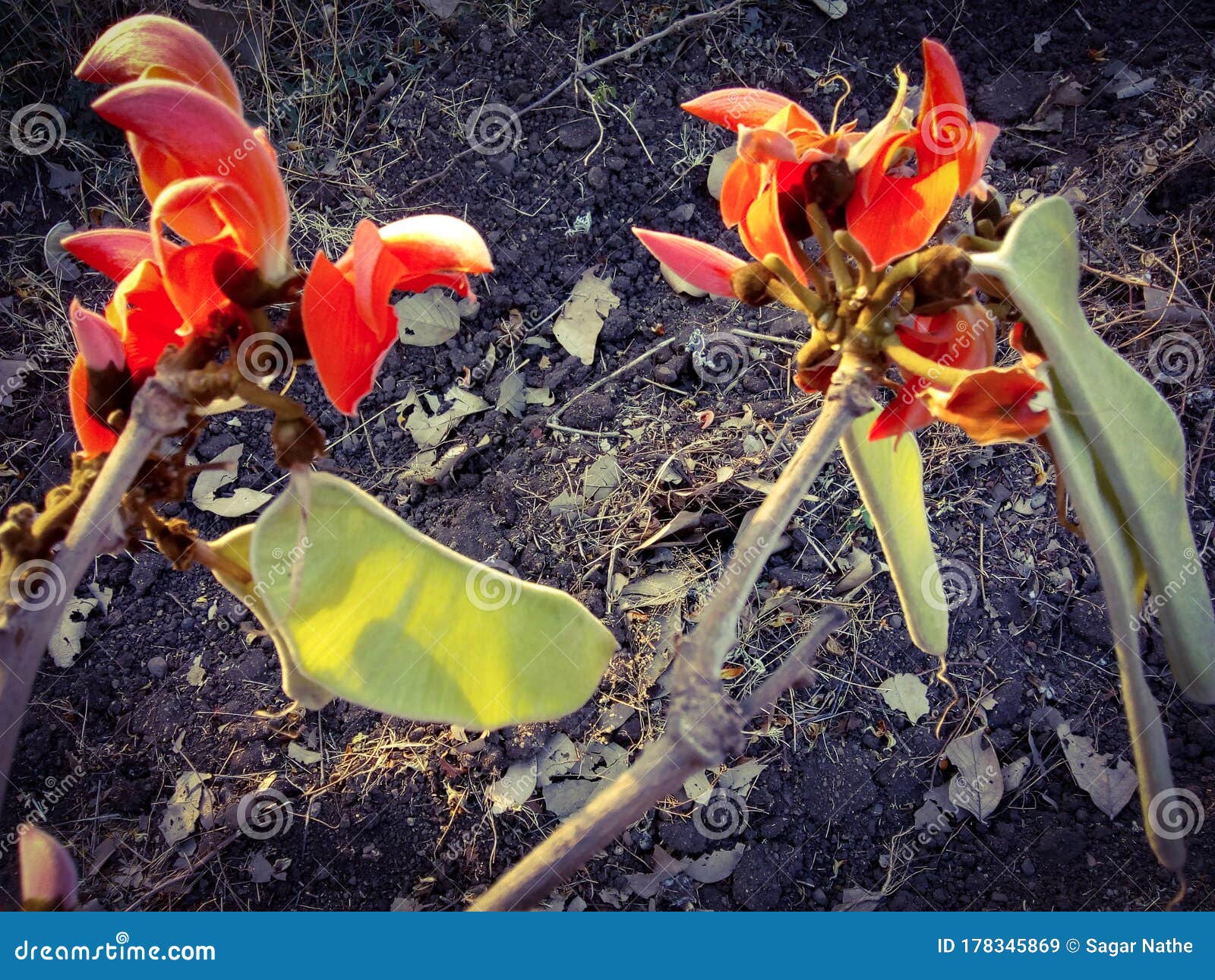 Palas Tree of Indian Origin. Stock Image - Image of awesome, origin ...