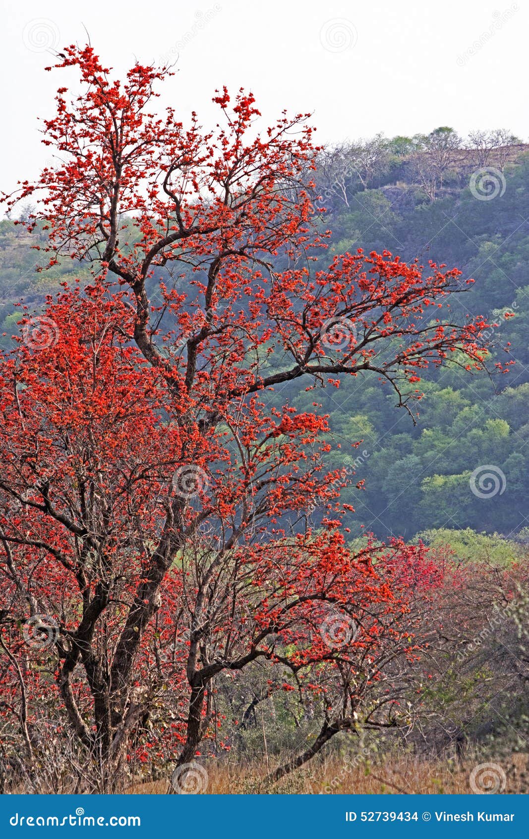 Palash flowers stock photo. Image of ornamental, flame - 52739434