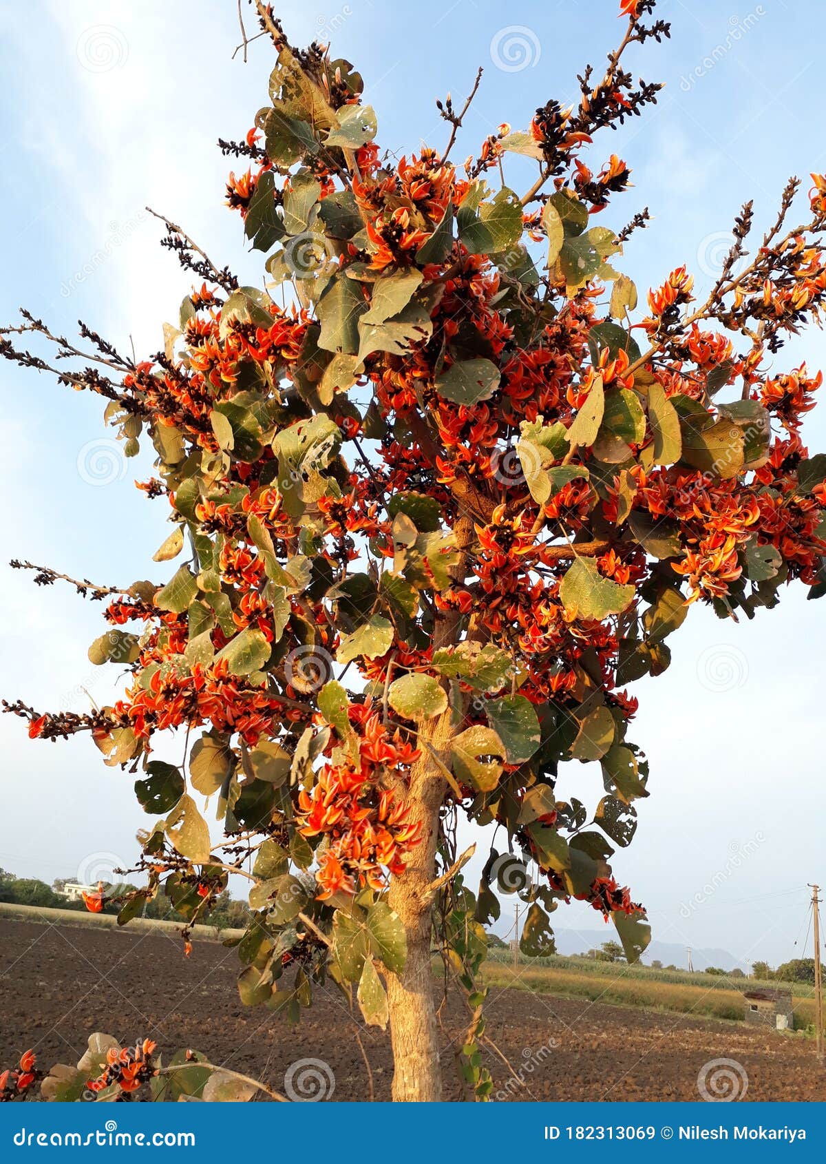 Palash tree stock image. Image of farm, colourful, tree - 182313069