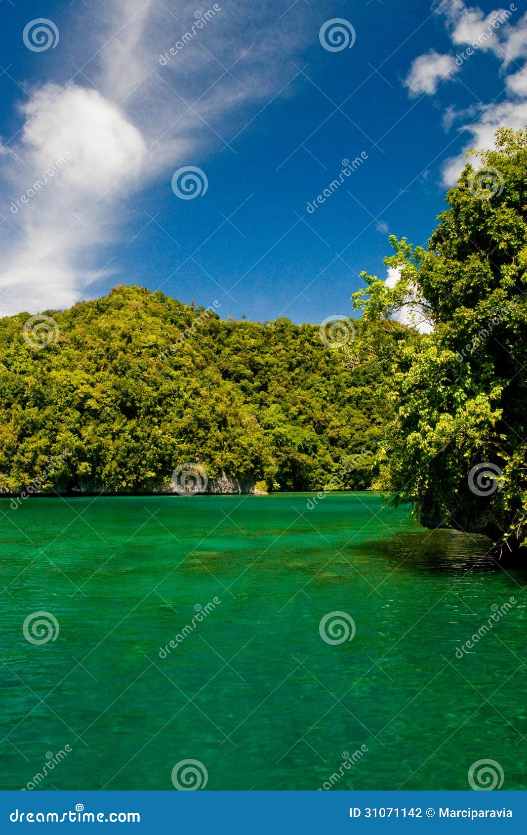 Palau shoreline stock photo. Image of blue, jungle, leaves - 31071142