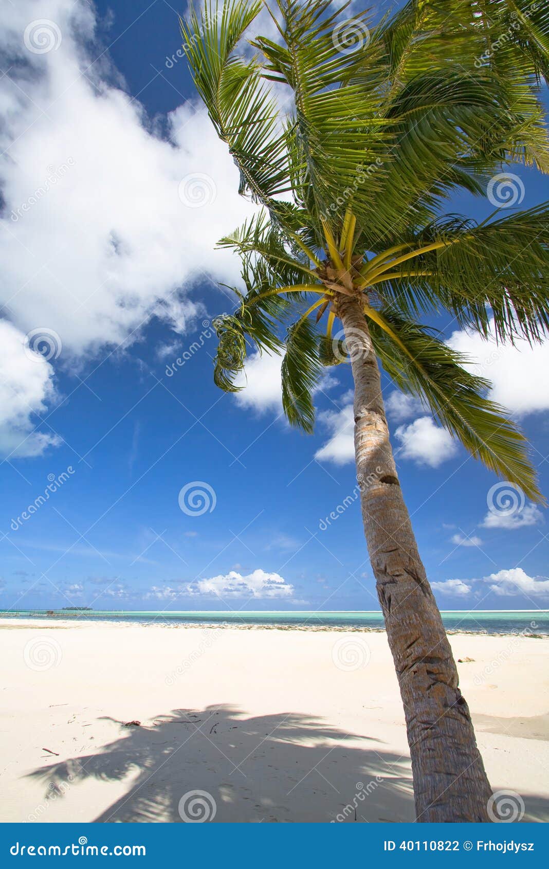 Palau stock photo. Image of tree, tropical, palau, ocean - 40110822