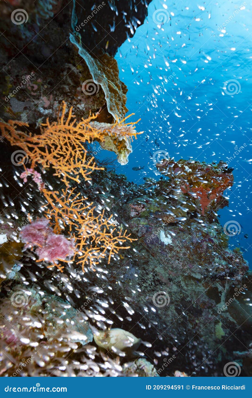 Palau Underwater Landscape Tropical Coral Reef Stock Image - Image of ...