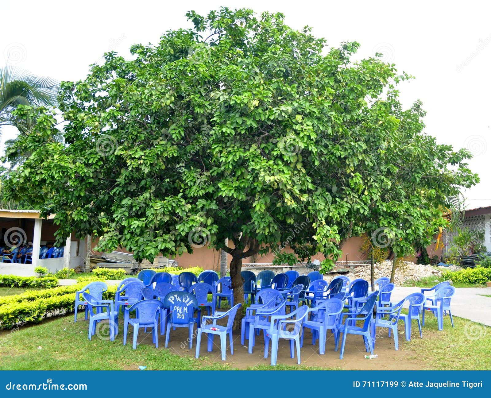 Palaver tree stock image. Image of village, solve, palaver - 71117199